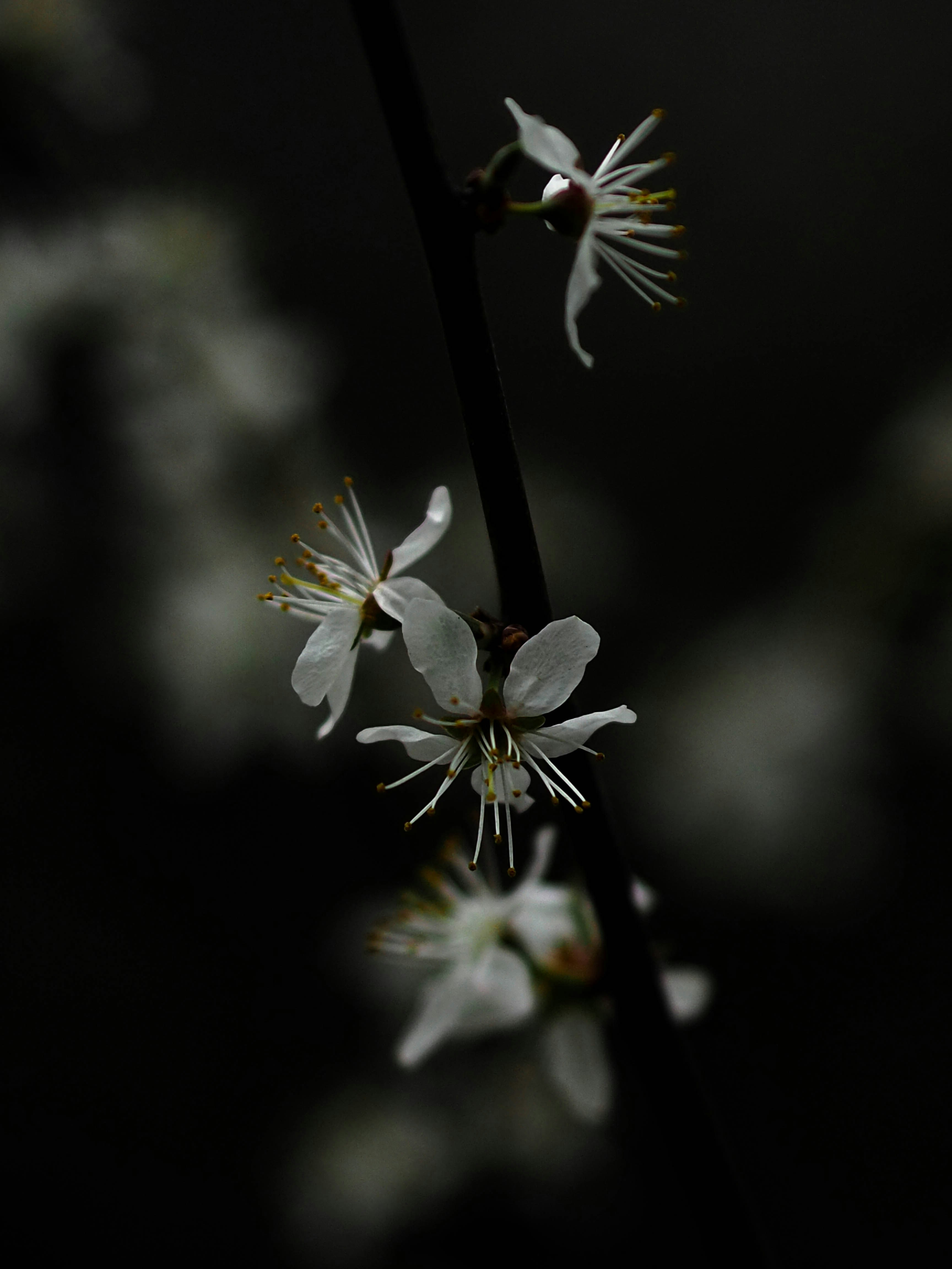 Delicate white blossoms emerging from a dark background, highlighting the fragility and beauty of nature's renewal.