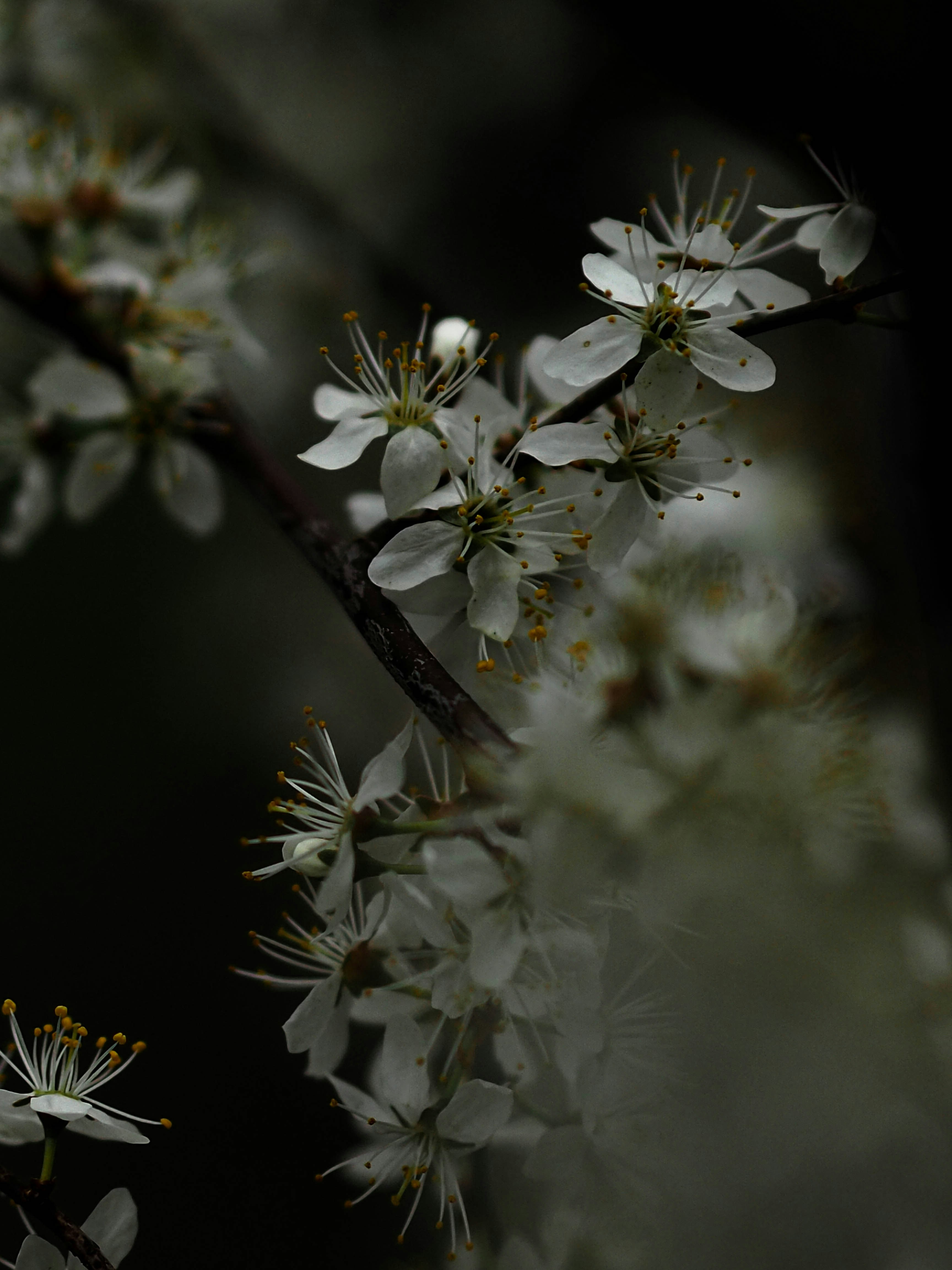 Petal Communion in Velvet Shadow