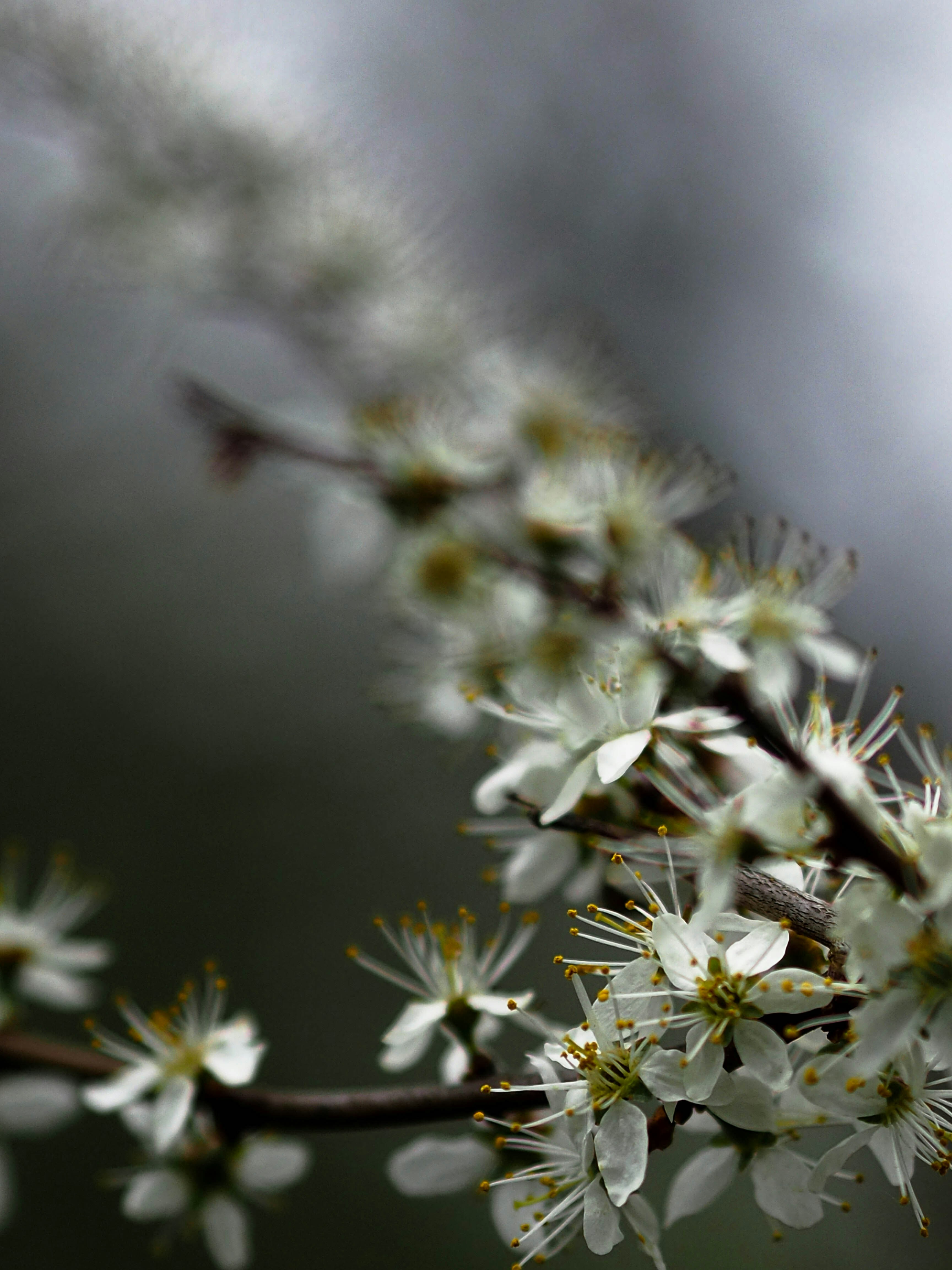 a branch of a tree with white flowers