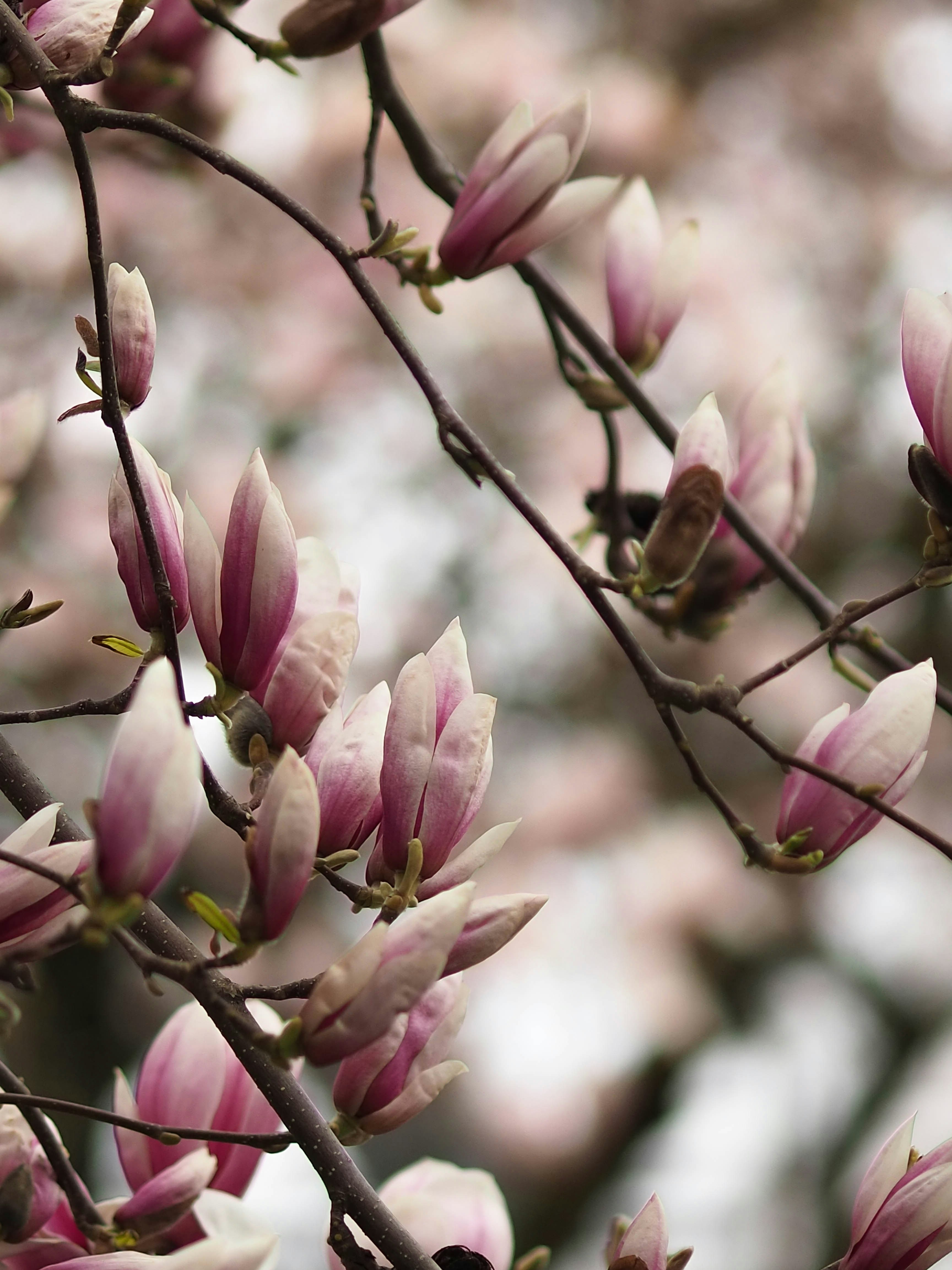 Gros plan d’un arbre avec des fleurs roses photo – Photo Fleur rose ...