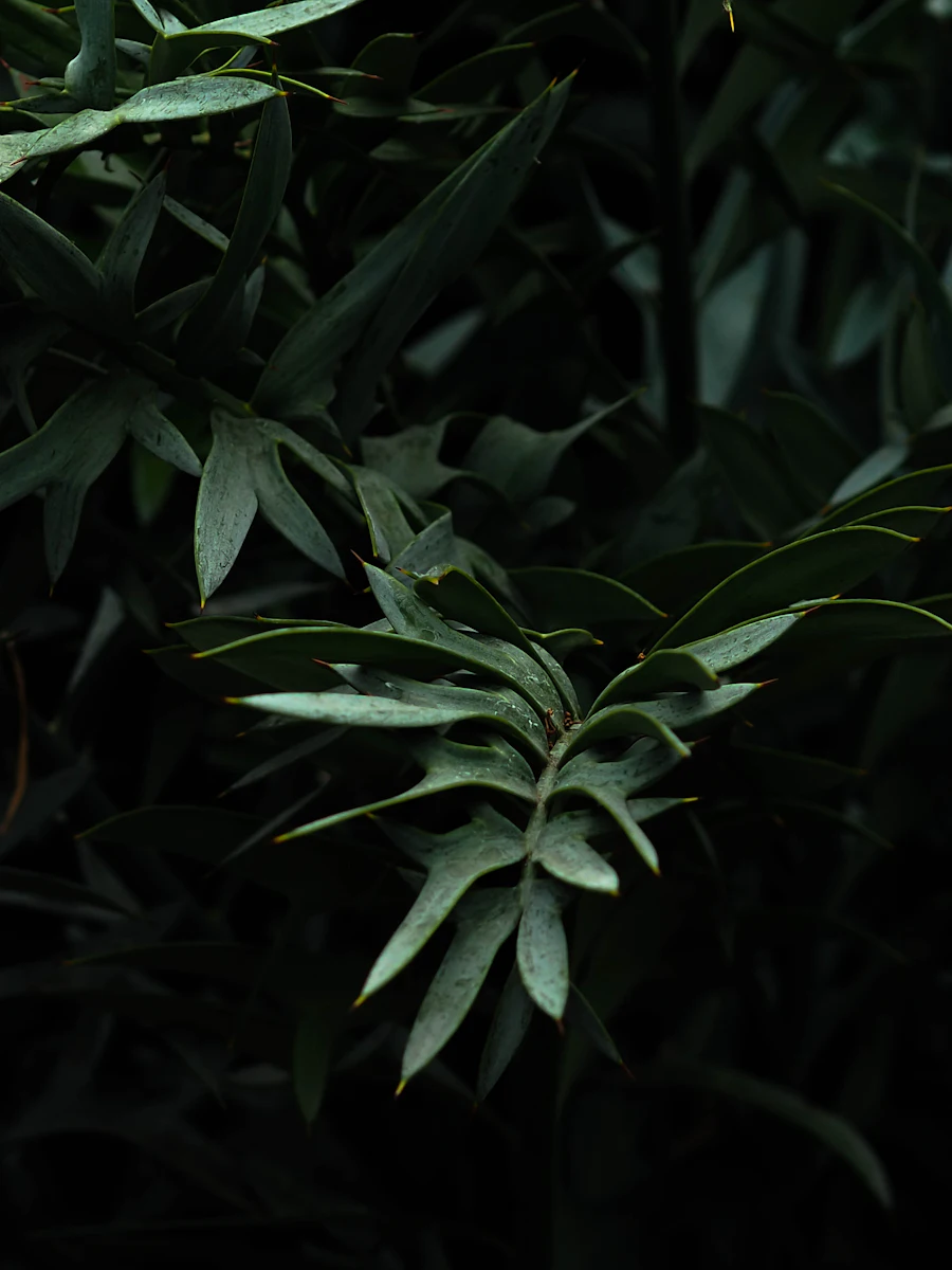 Dark, layered leaves with a brighter cluster of narrow green fronds near the center. The composition feels dense and shadowy, with soft highlights on the leaf edges.