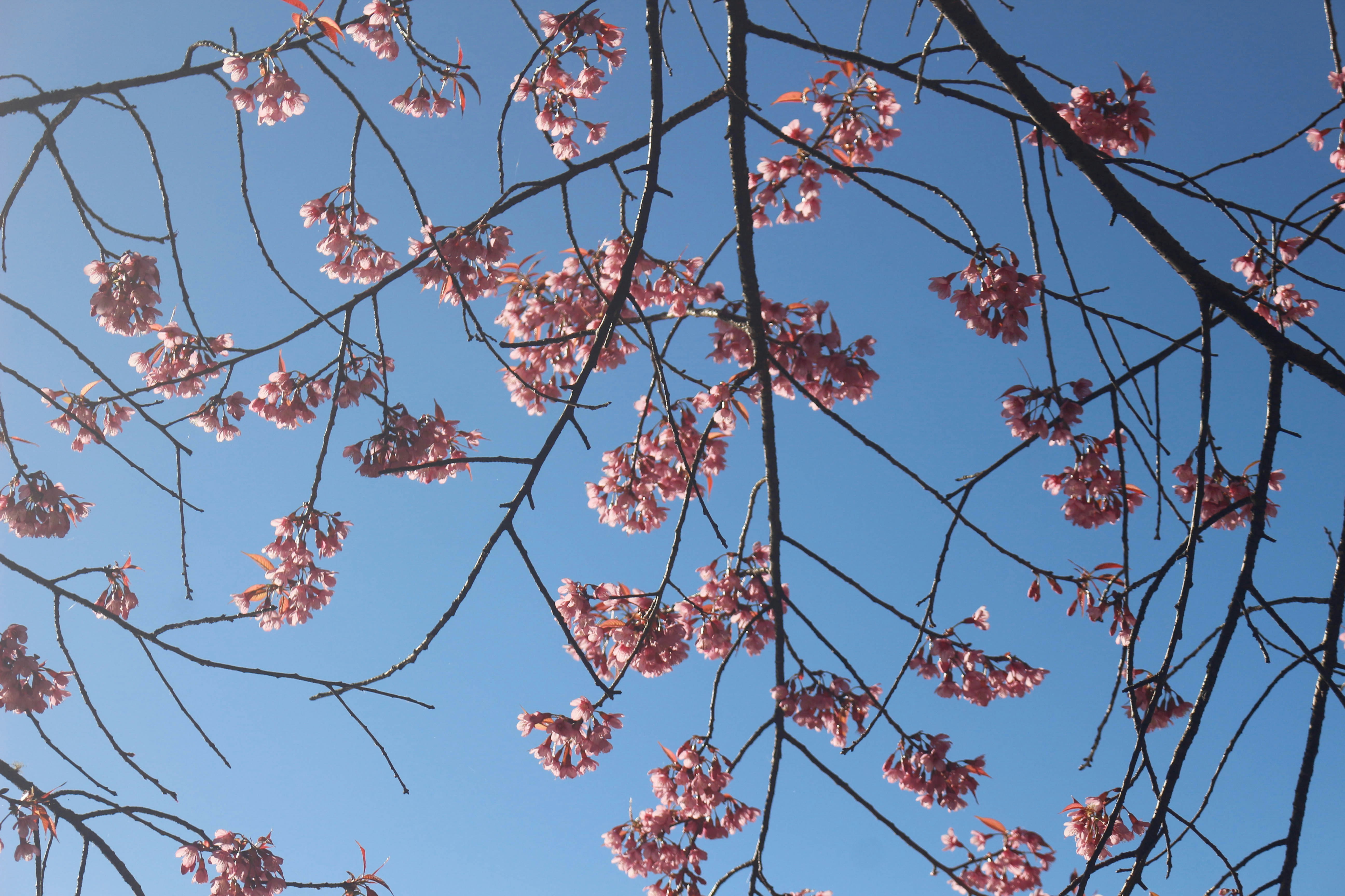 Foto Las ramas de un árbol con flores rosadas contra un cielo azul ...
