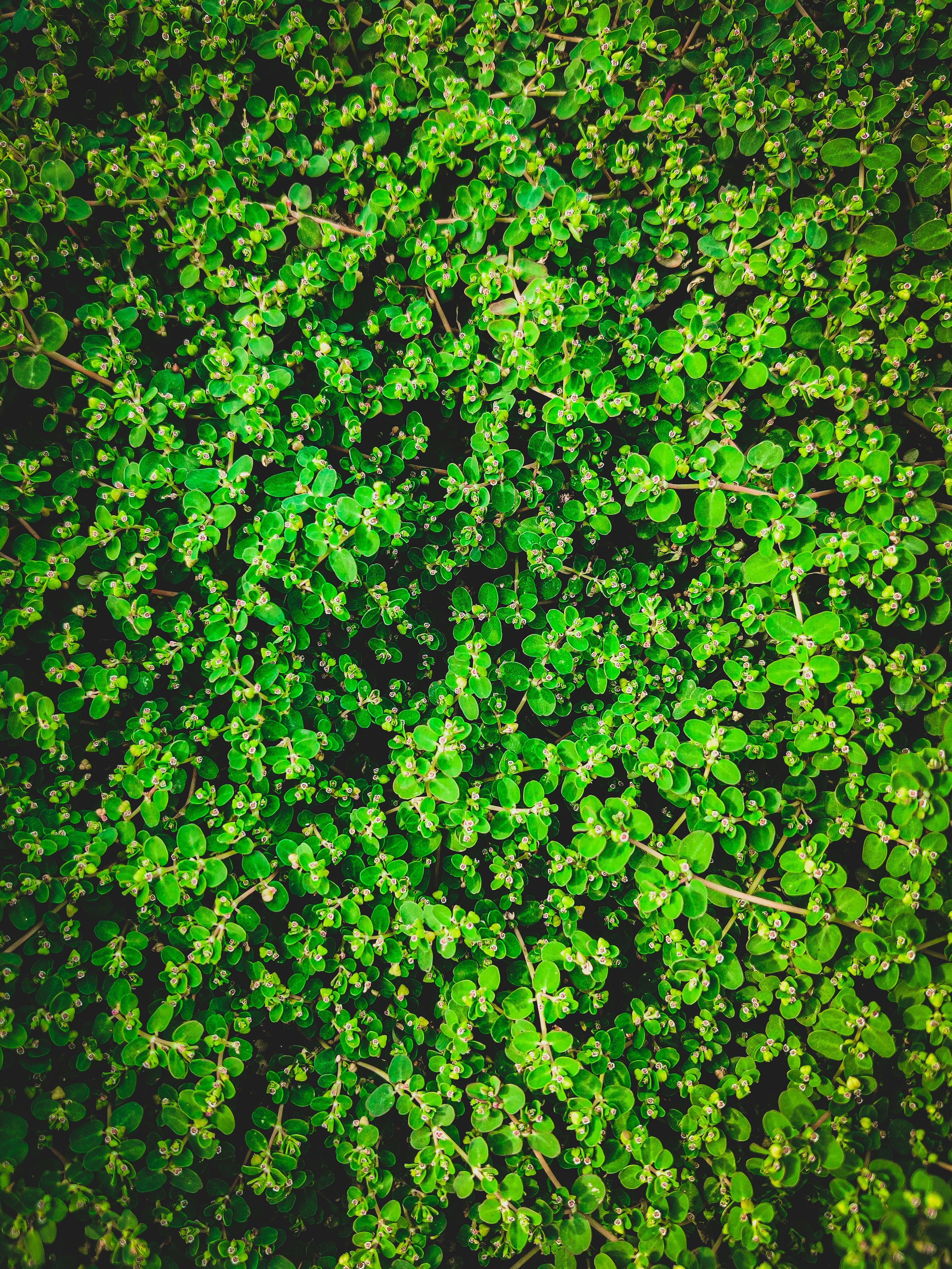 Un grand arbre vert devant une forêt photo – Photo Fond texturé ...