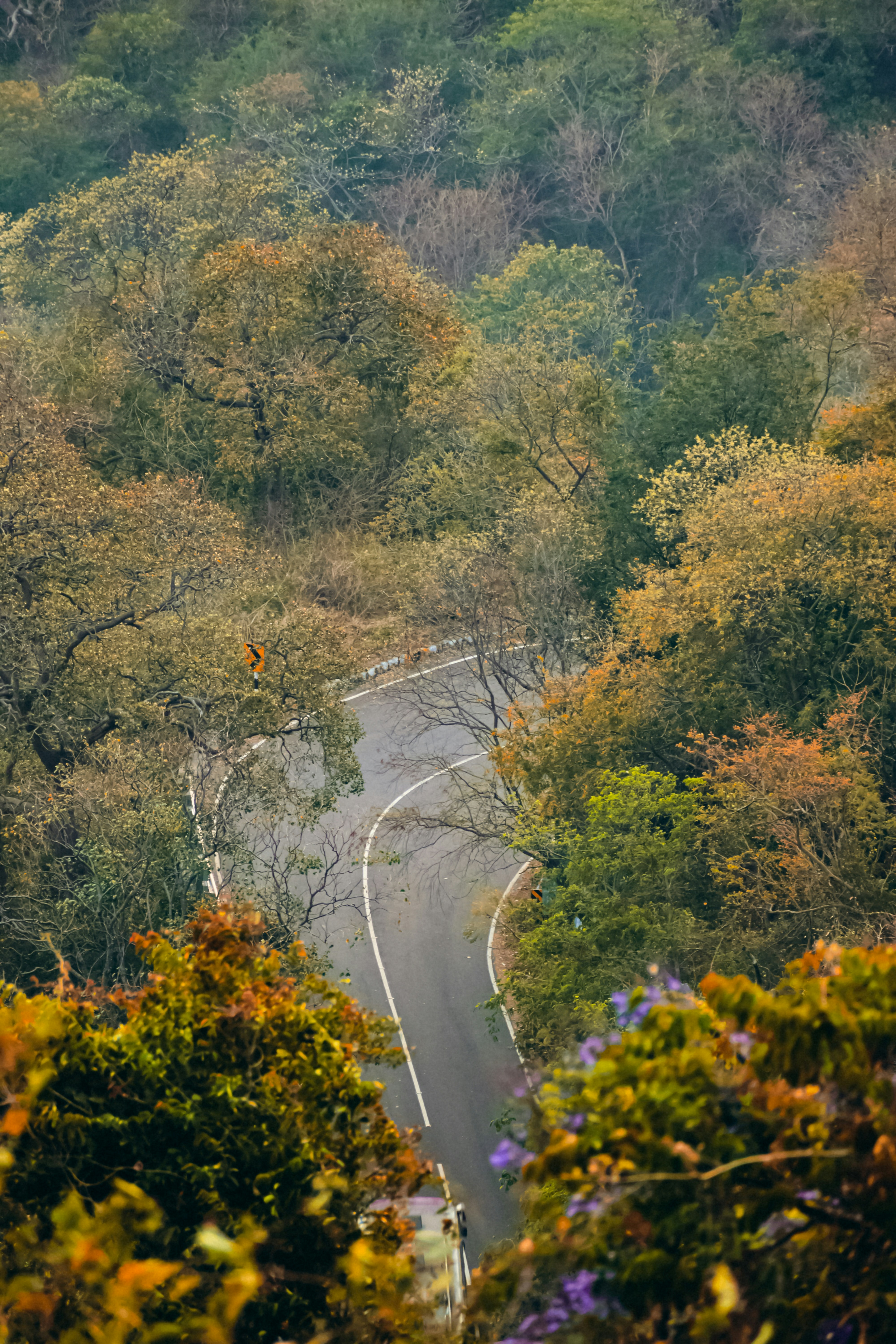 Autumn Serpent: A Quiet Mountain Road Winding Through Colorful Foliage