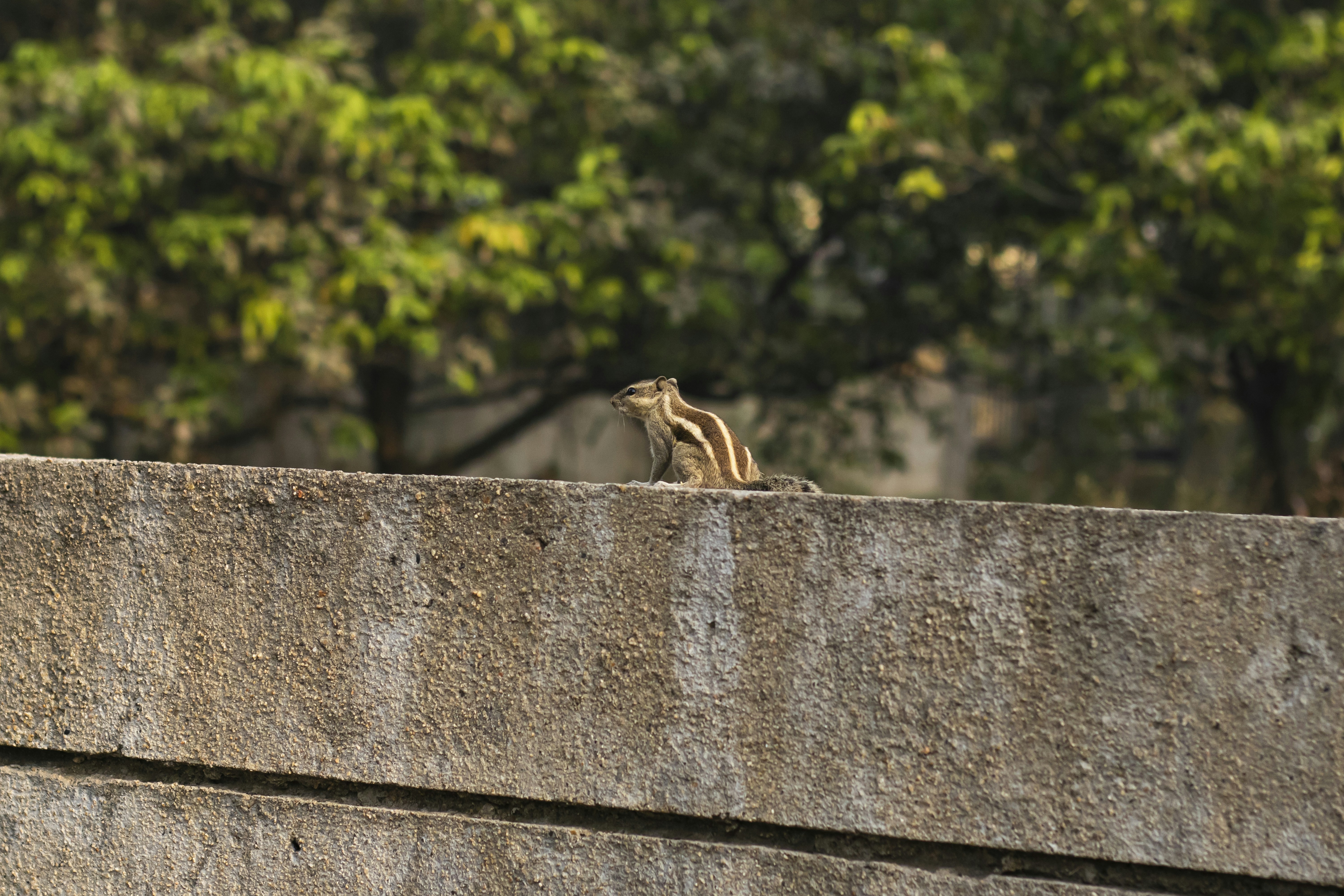 Squirrel on wall