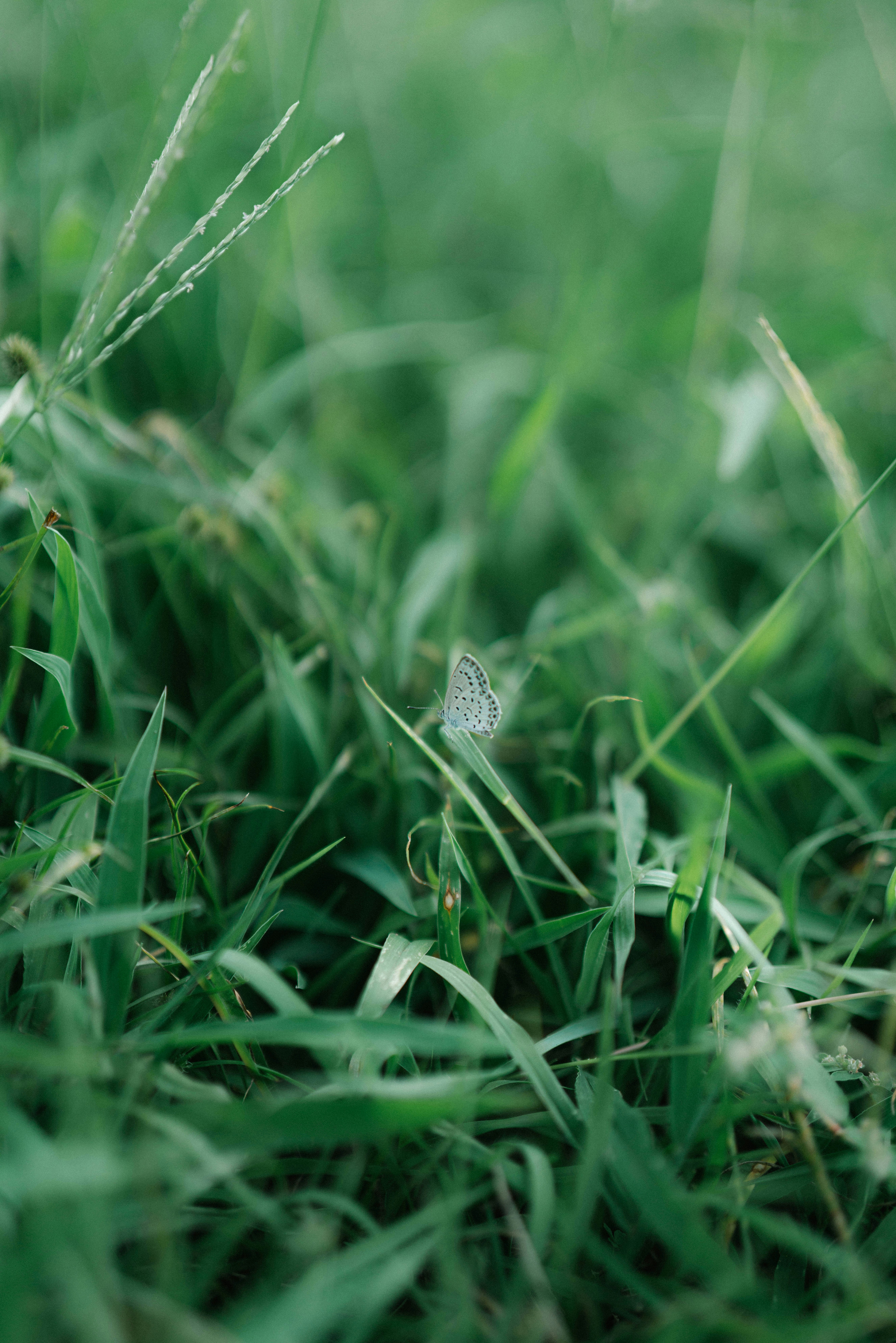 Foto Um pequeno inseto sentado no topo de um campo verde exuberante ...