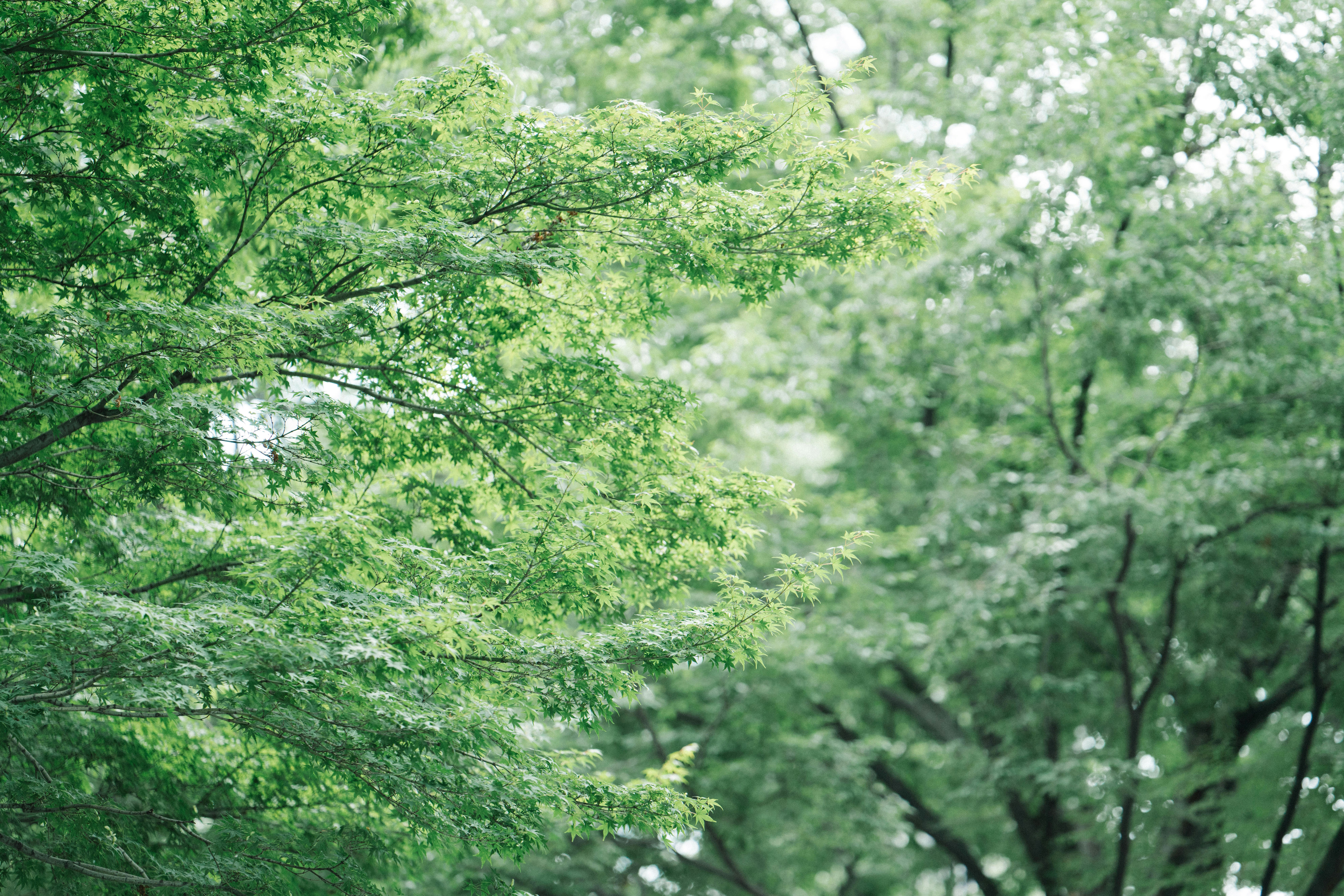 Vibrant green leaves creating a dense canopy, capturing the essence of a tranquil forest atmosphere.