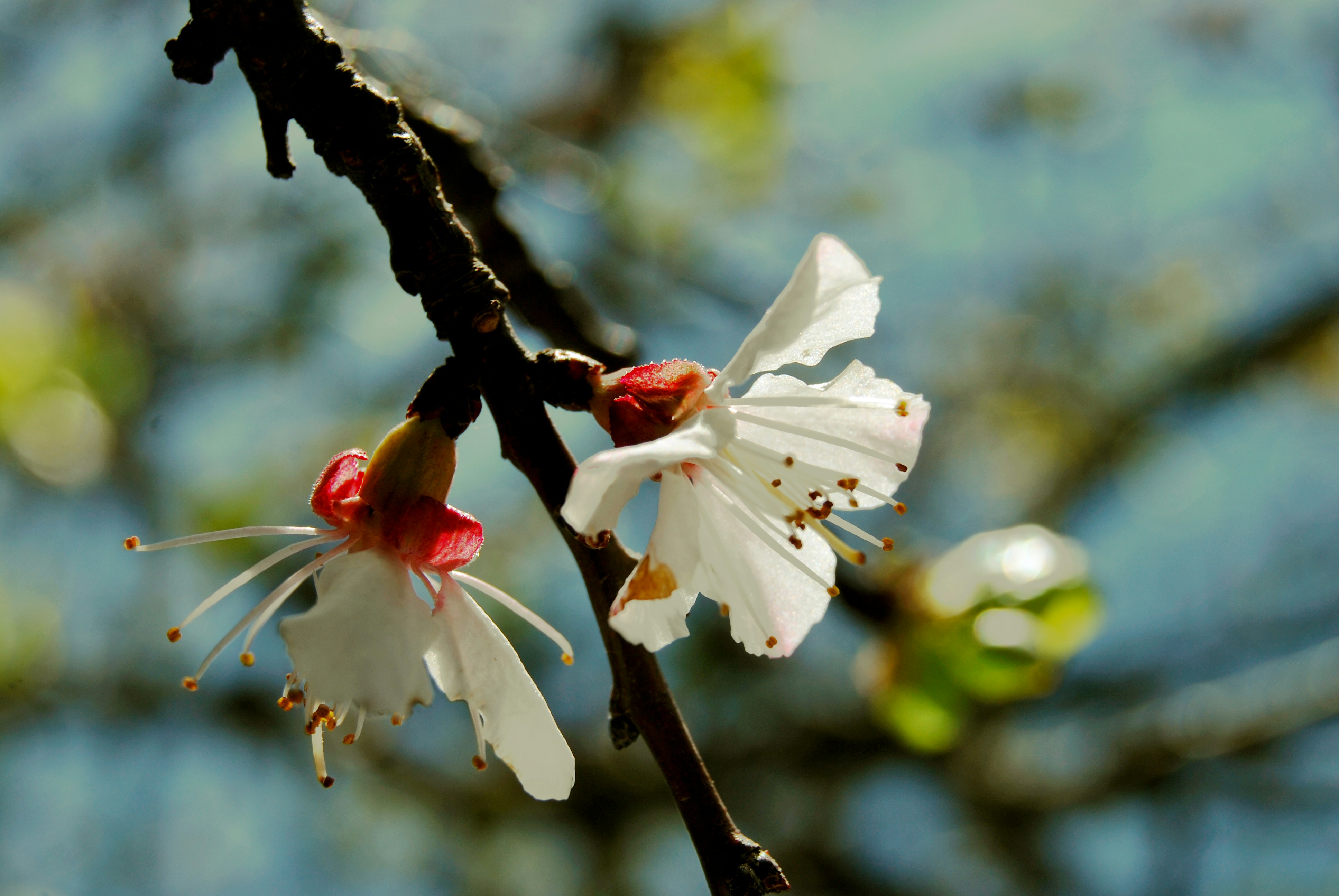 Treescape Pictures | Download Free Images on Unsplash