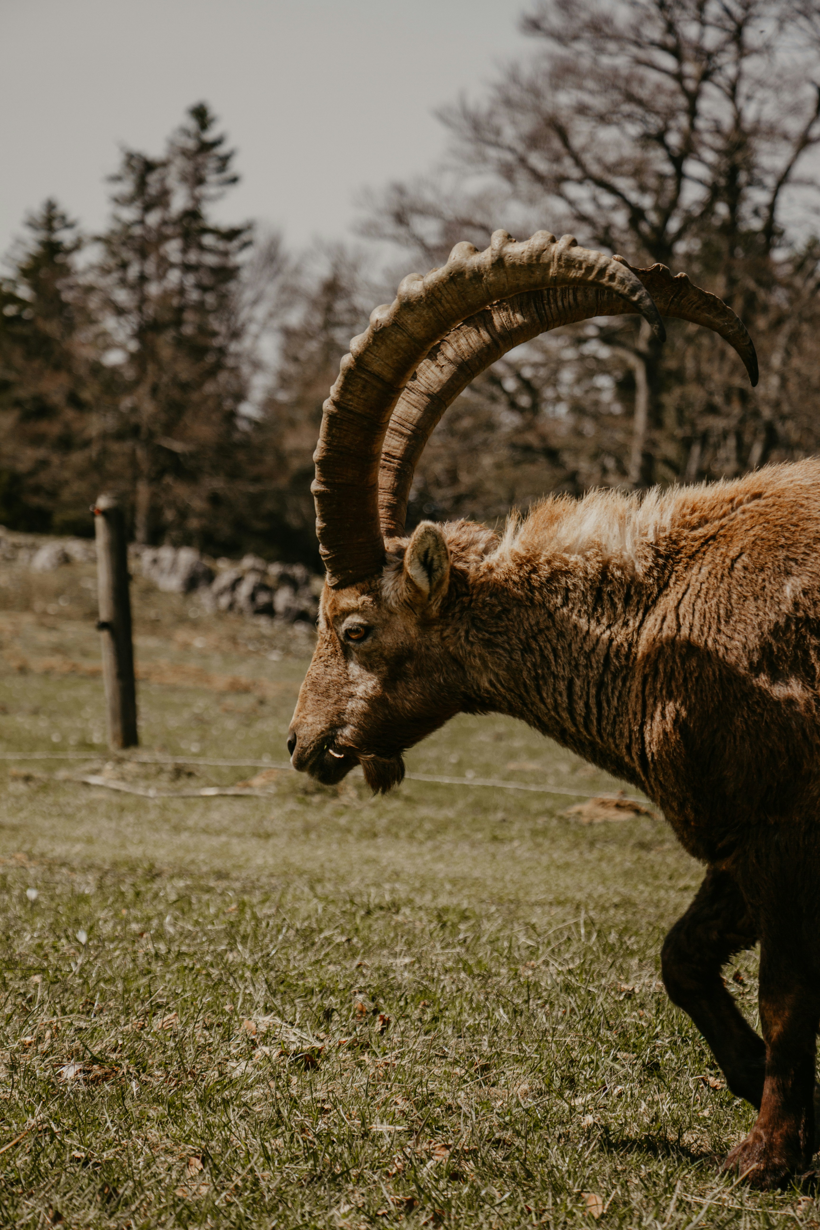 Curved Horns in a Grassland Standoff