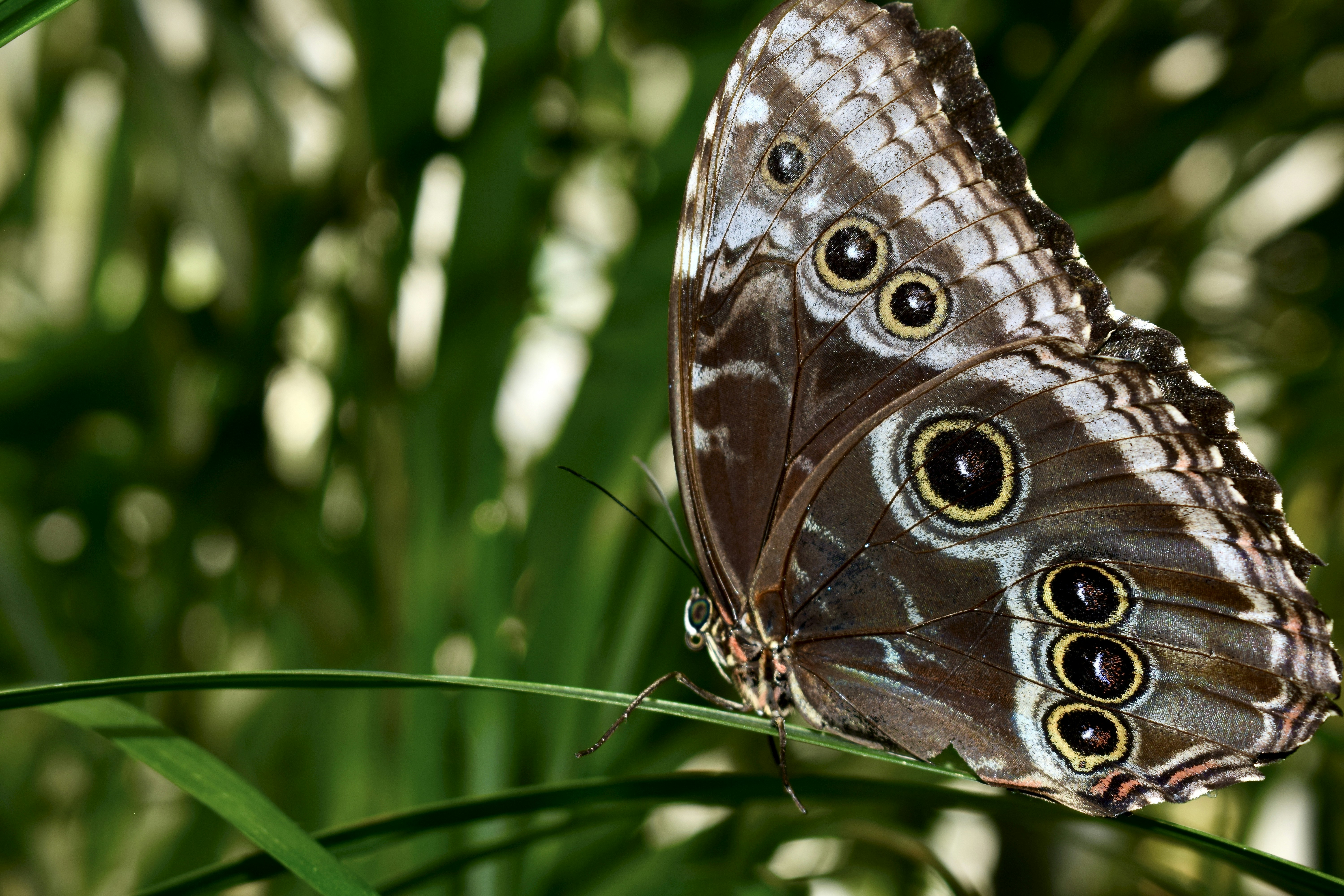 Close-up of a butterfly perched on a green leaf, showcasing intricate wing patterns and vibrant colors against a blurred natural background.