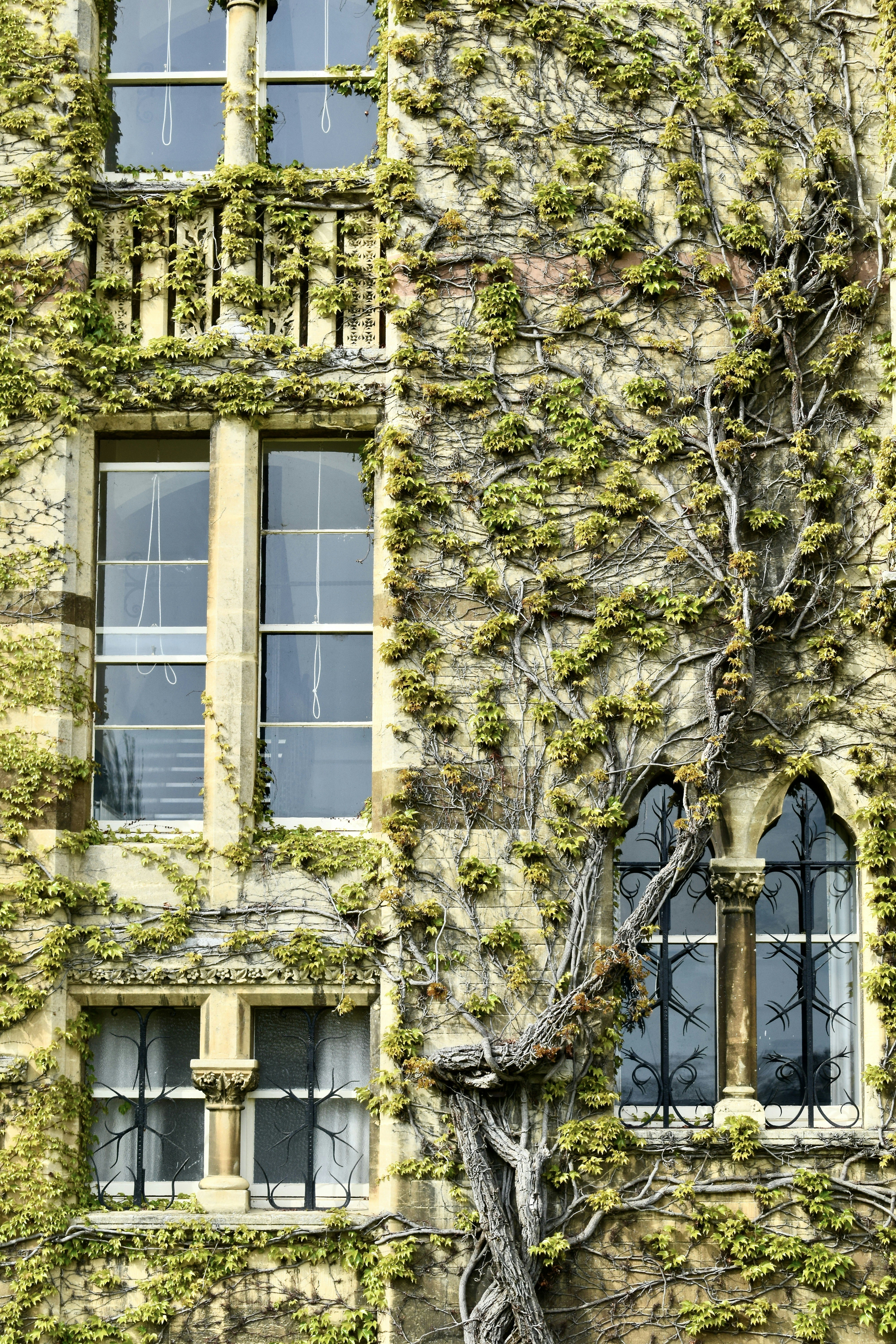 An old building covered in vines and vines photo – Free Christ church ...