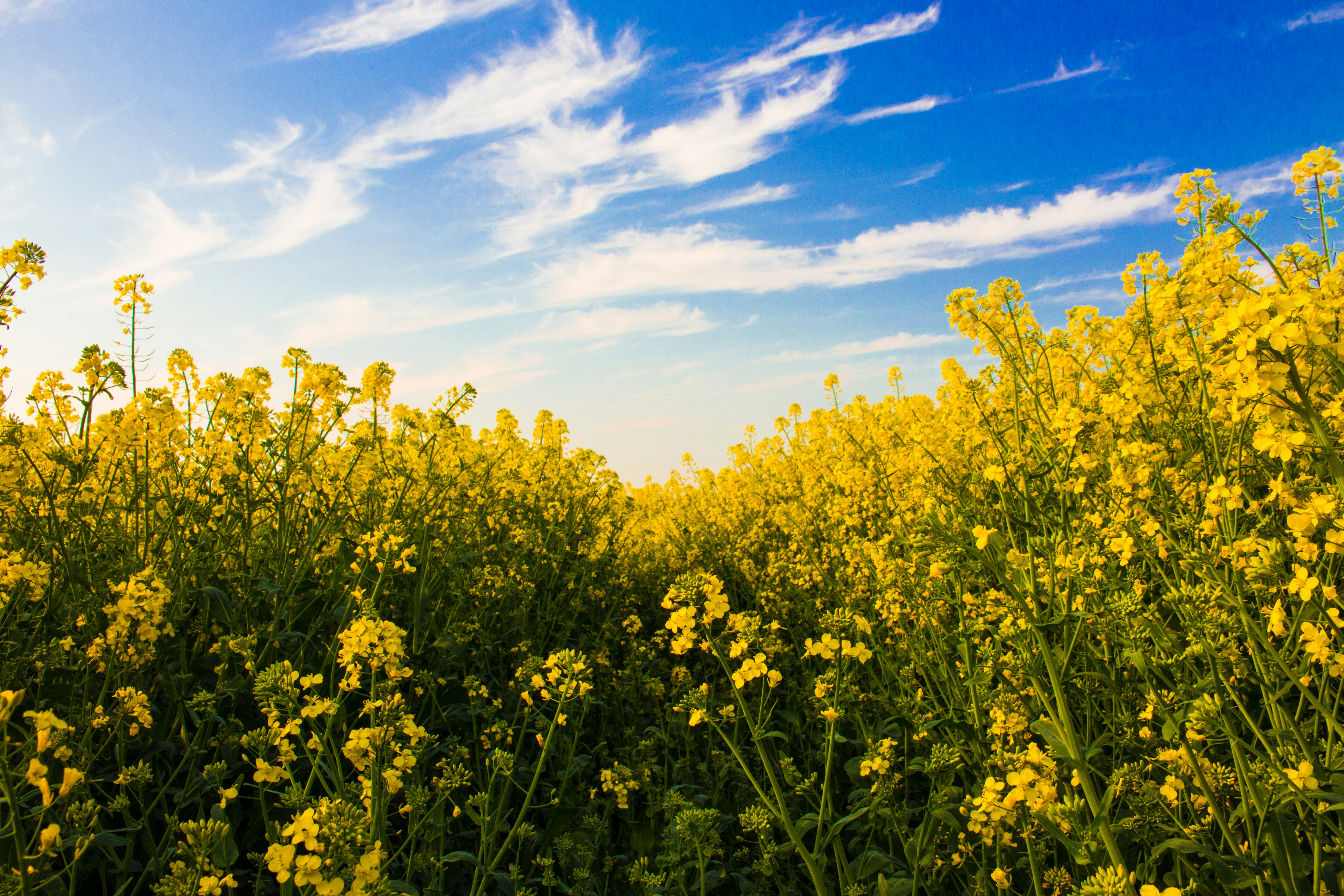 Vibrant yellow flowers stretch across a field, framed by a bright blue sky with wispy clouds. The scene evokes a sense of tranquility and abundance.