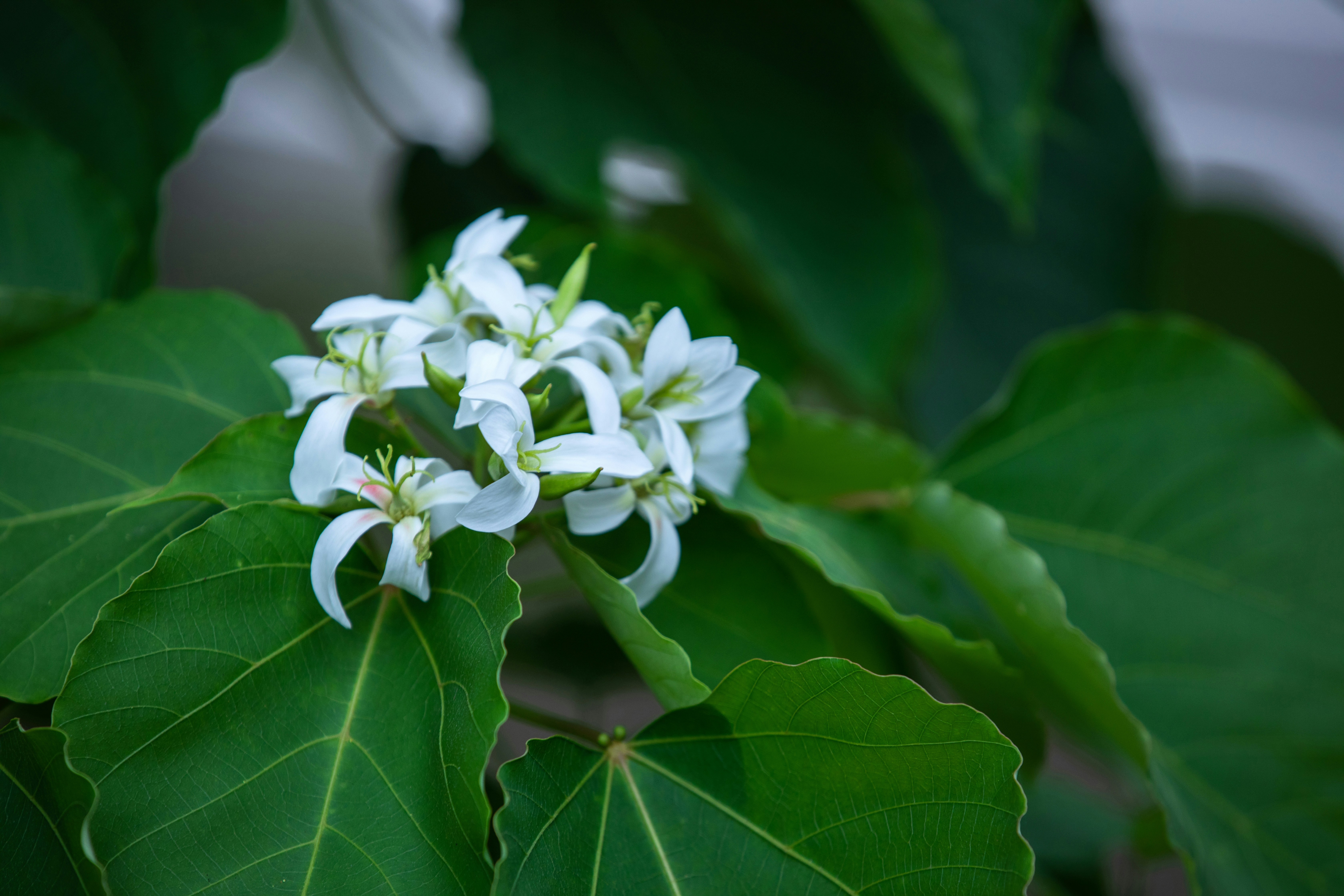 White Bloom Cluster Cradled by Emerald Leaves