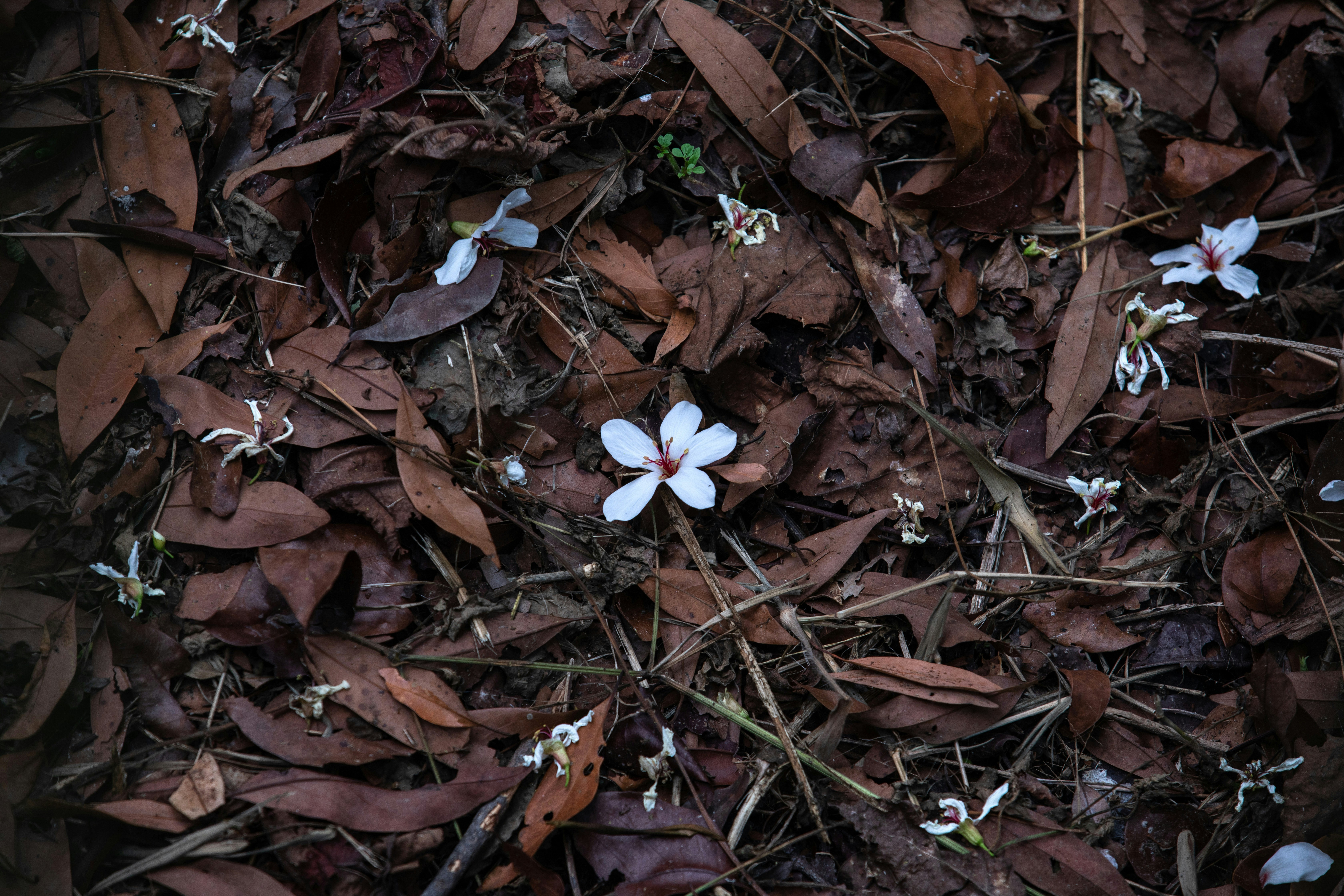 Petal in the Rust: a solitary white bloom amid autumn leaves