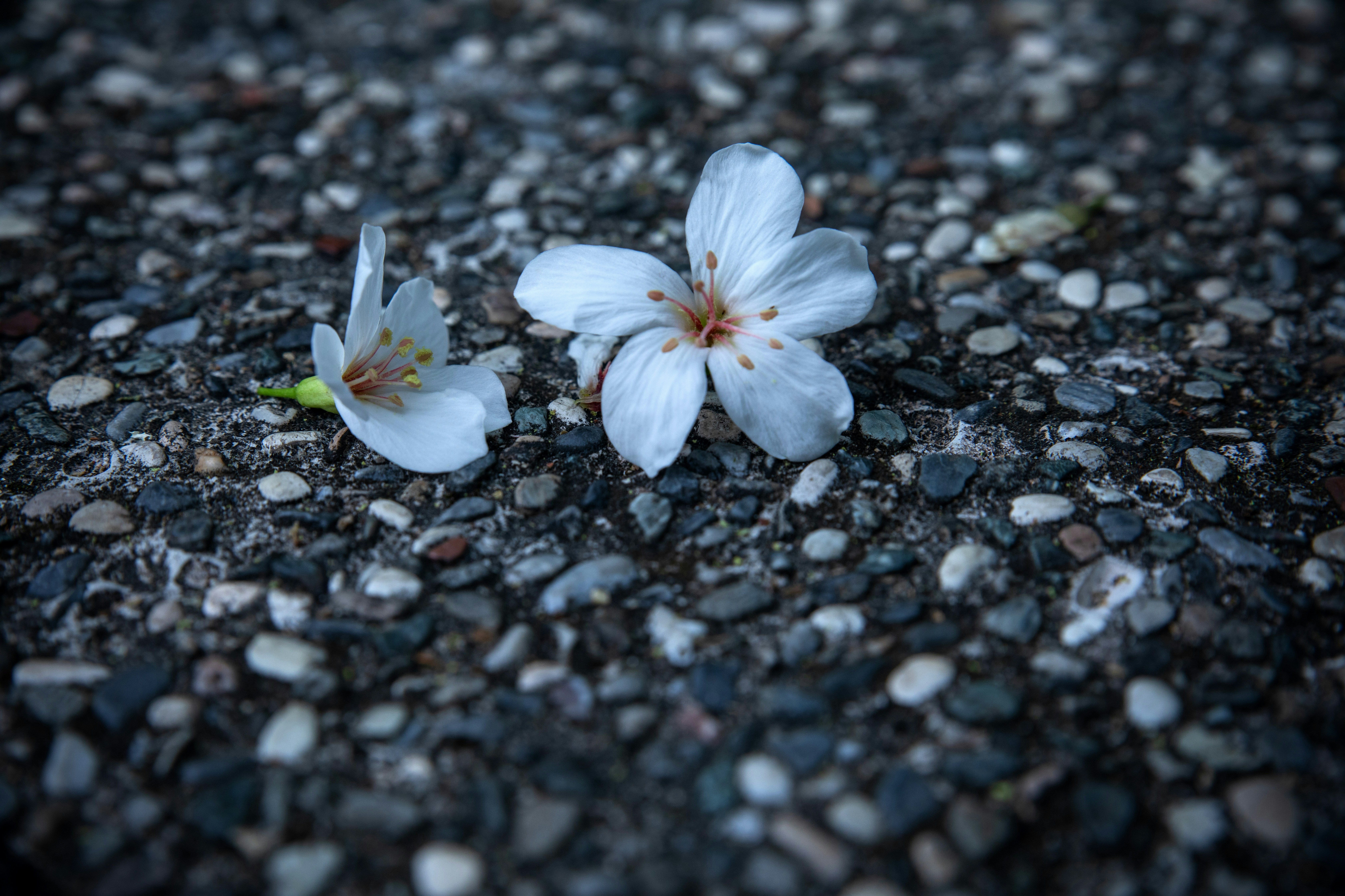Fallen petals on a gravel trail: a quiet moment of fragile bloom
