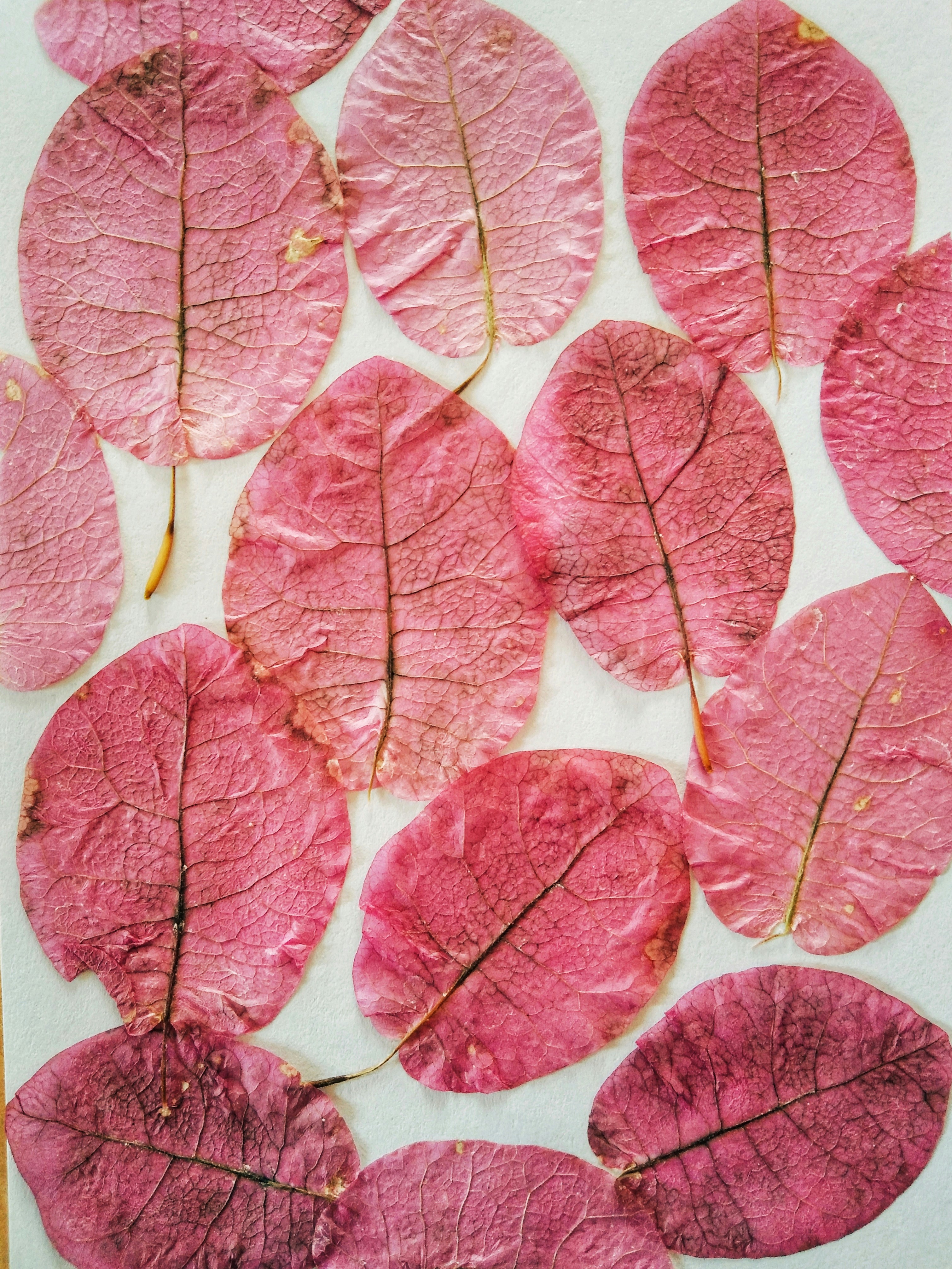 Close-up photograph of pink leaves with dark venation laid on a white background.