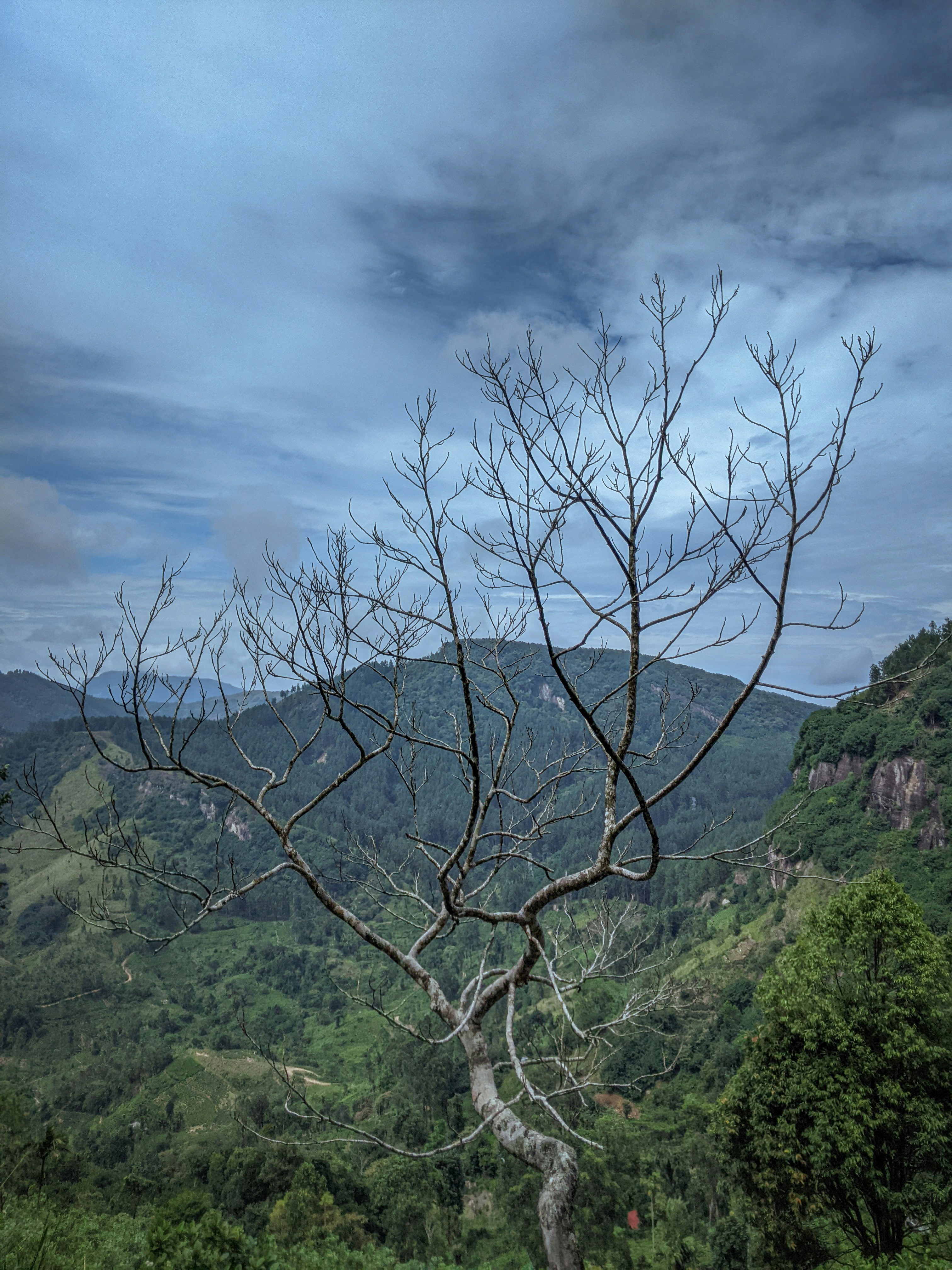 Bare-branched Sentinel Over a Verdant Valley