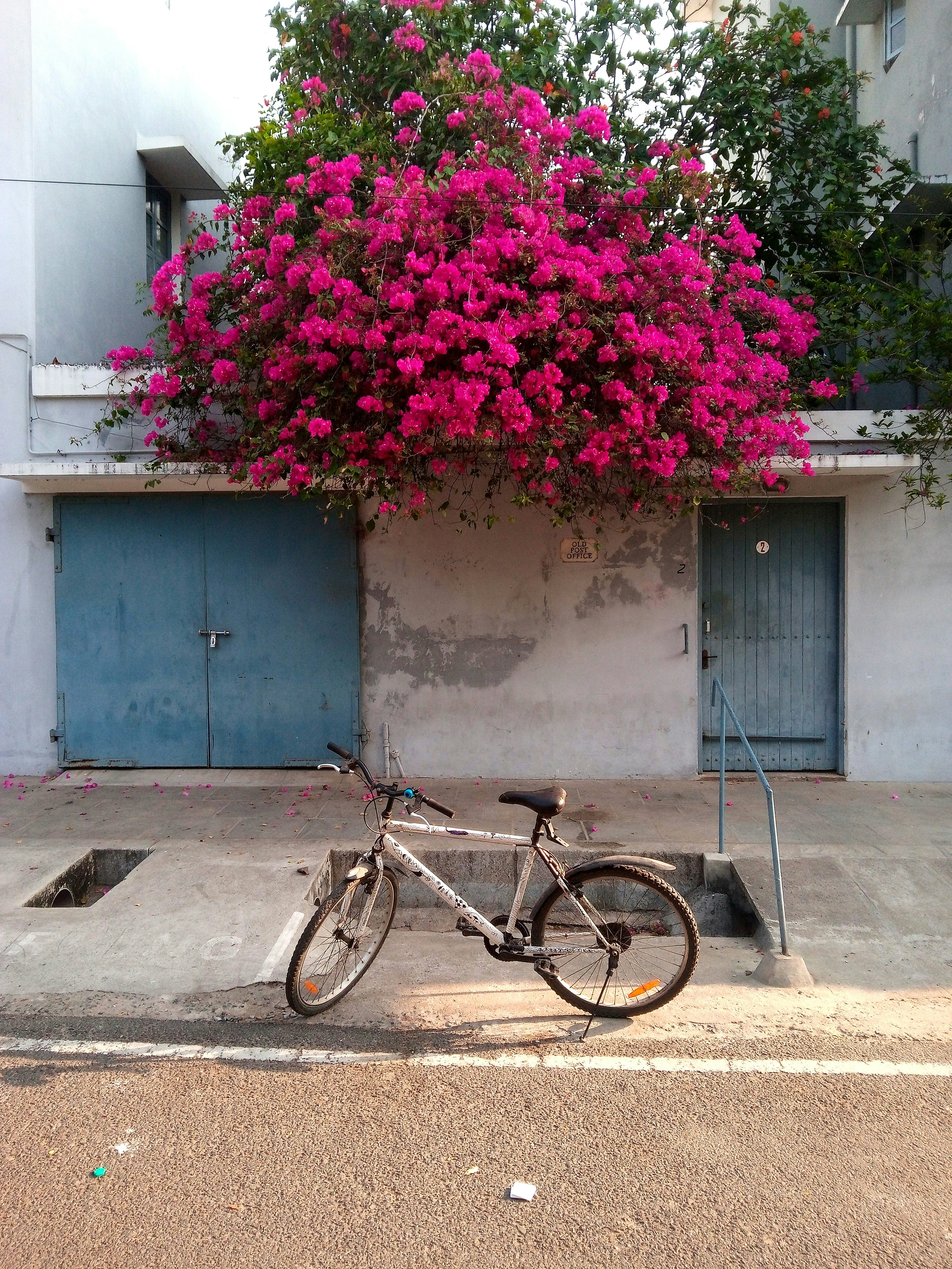 Bougainvillea Canopy Over a Quiet Streetfront Bicycle