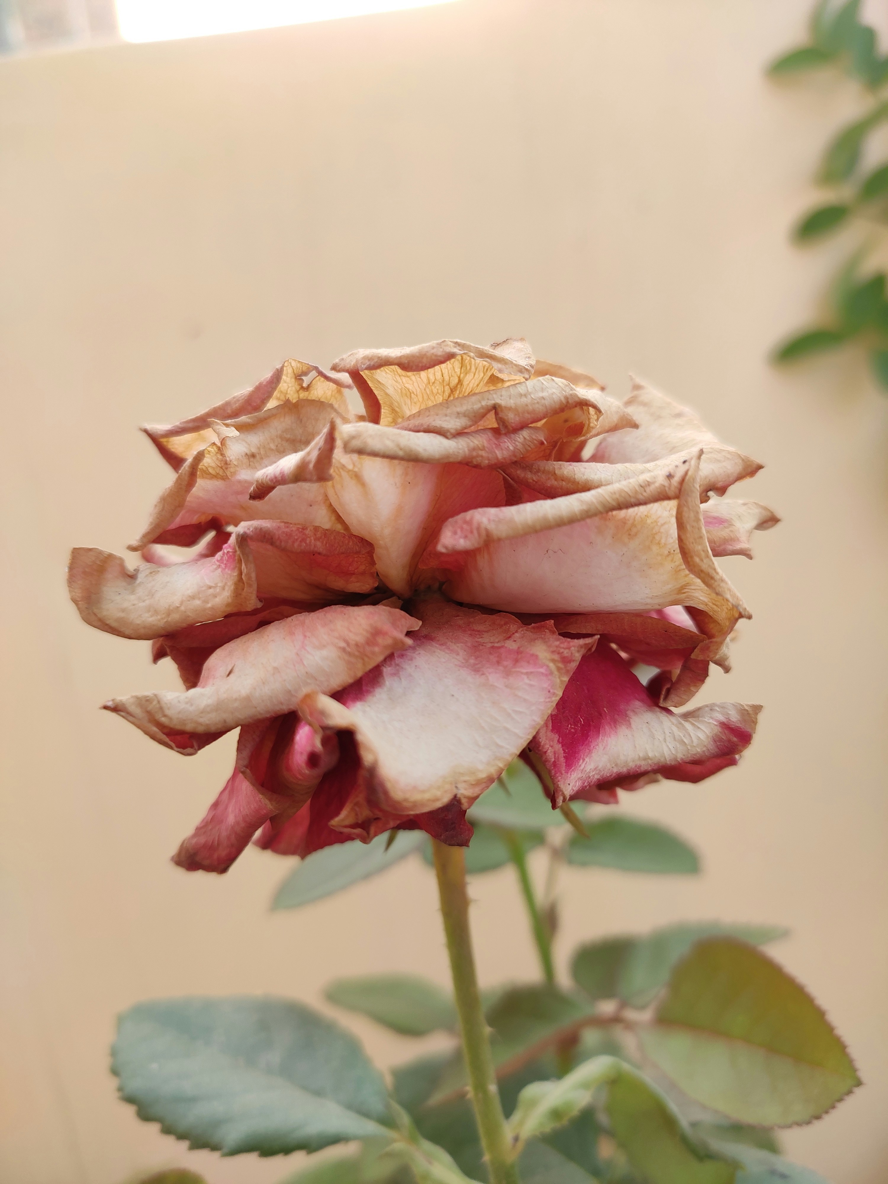 Close-up of a withering rose, showcasing its delicate petals and muted colors against a soft background. The image captures the beauty in decay.