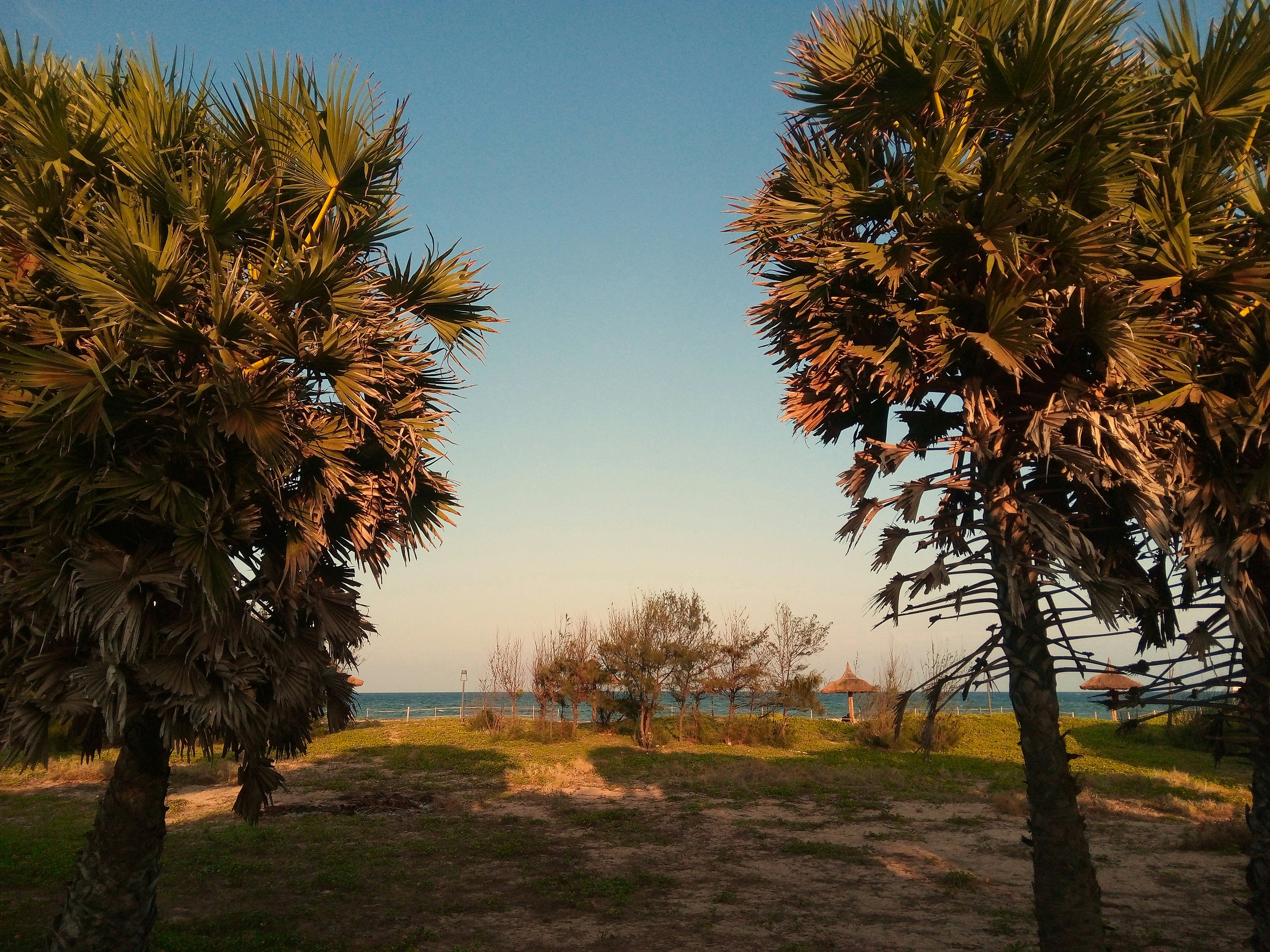 Edge of Paradise: palm-arched path toward a quiet sea