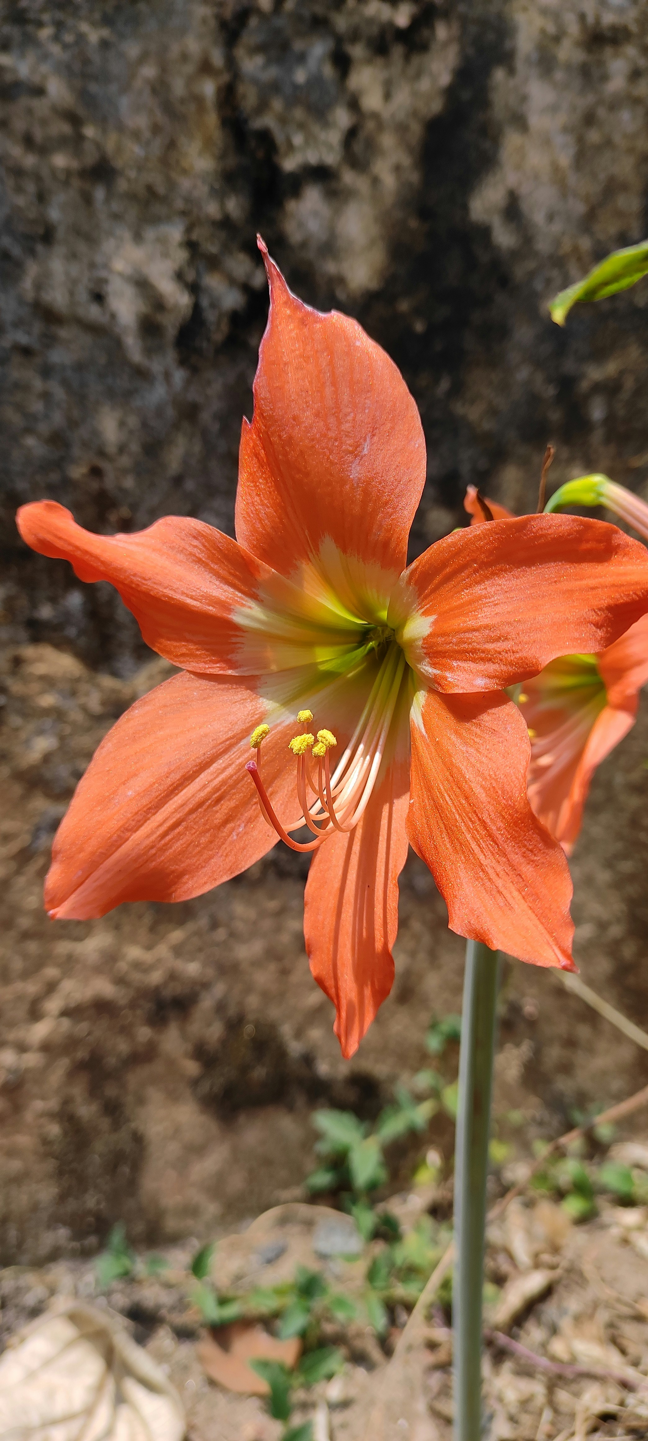 a single orange flower with a rock in the background