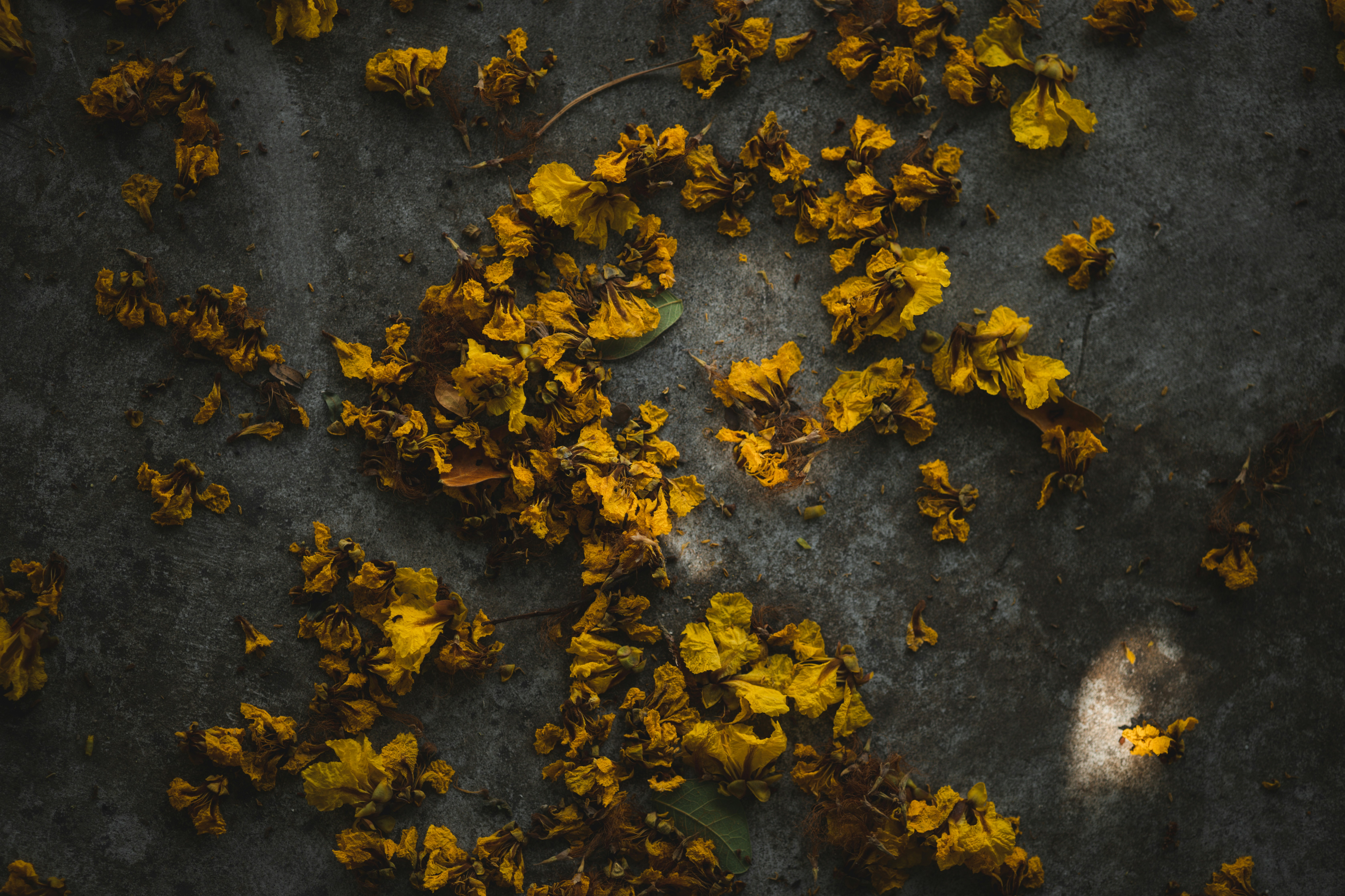 Scattered yellow flower petals on a textured surface, evoking the essence of a fading season. The interplay of light and shadow enhances the scene's depth.