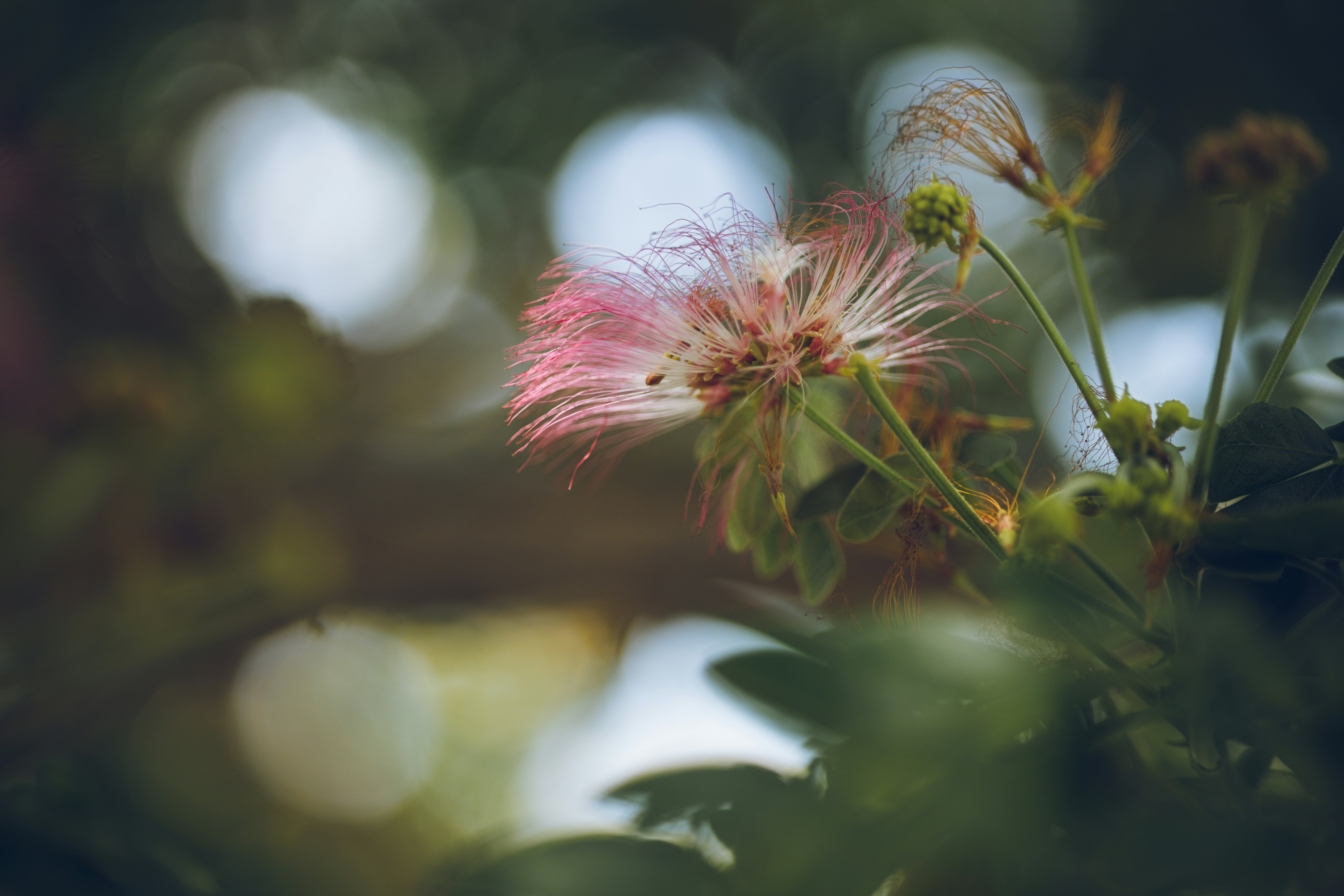 Pink Puffball in Velvet Bokeh: a Close-Up of a Delicate Garden Bloom