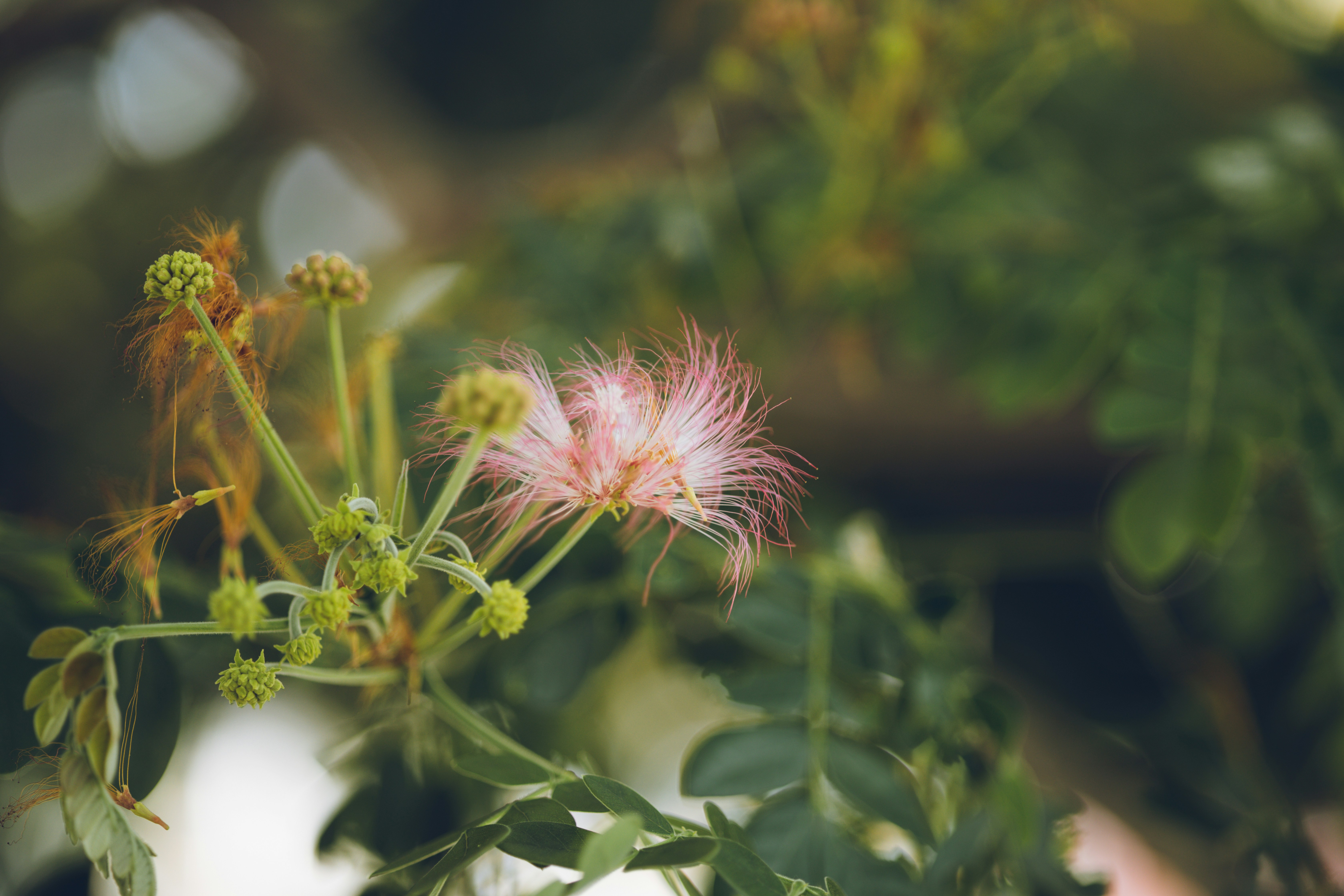 Pink Tassel Bloom in a Velvet Green Blur