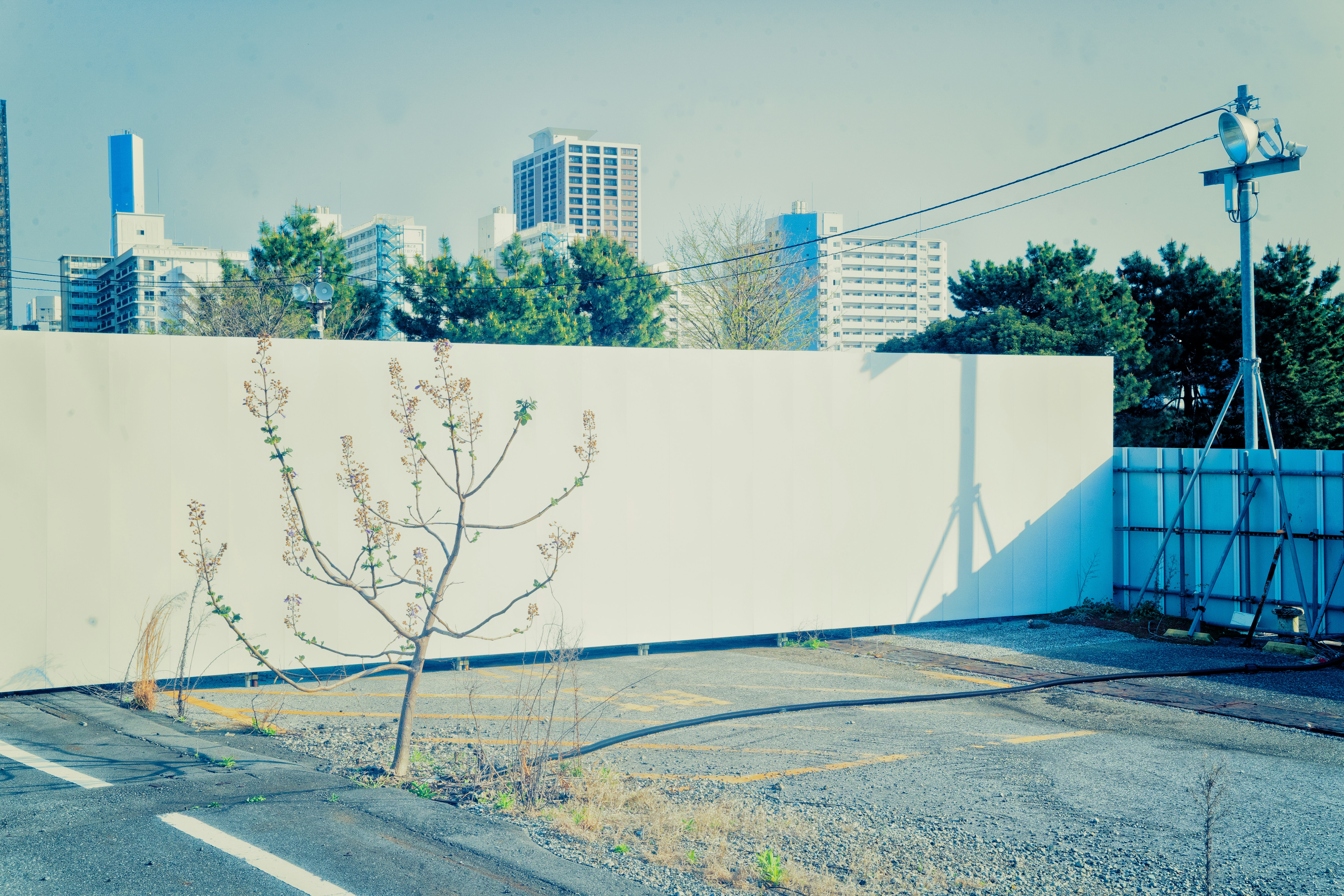 A solitary tree stands against a stark white wall in an urban setting, highlighting the contrast between nature and architecture. The scene captures a moment of stillness in a bustling city environment.