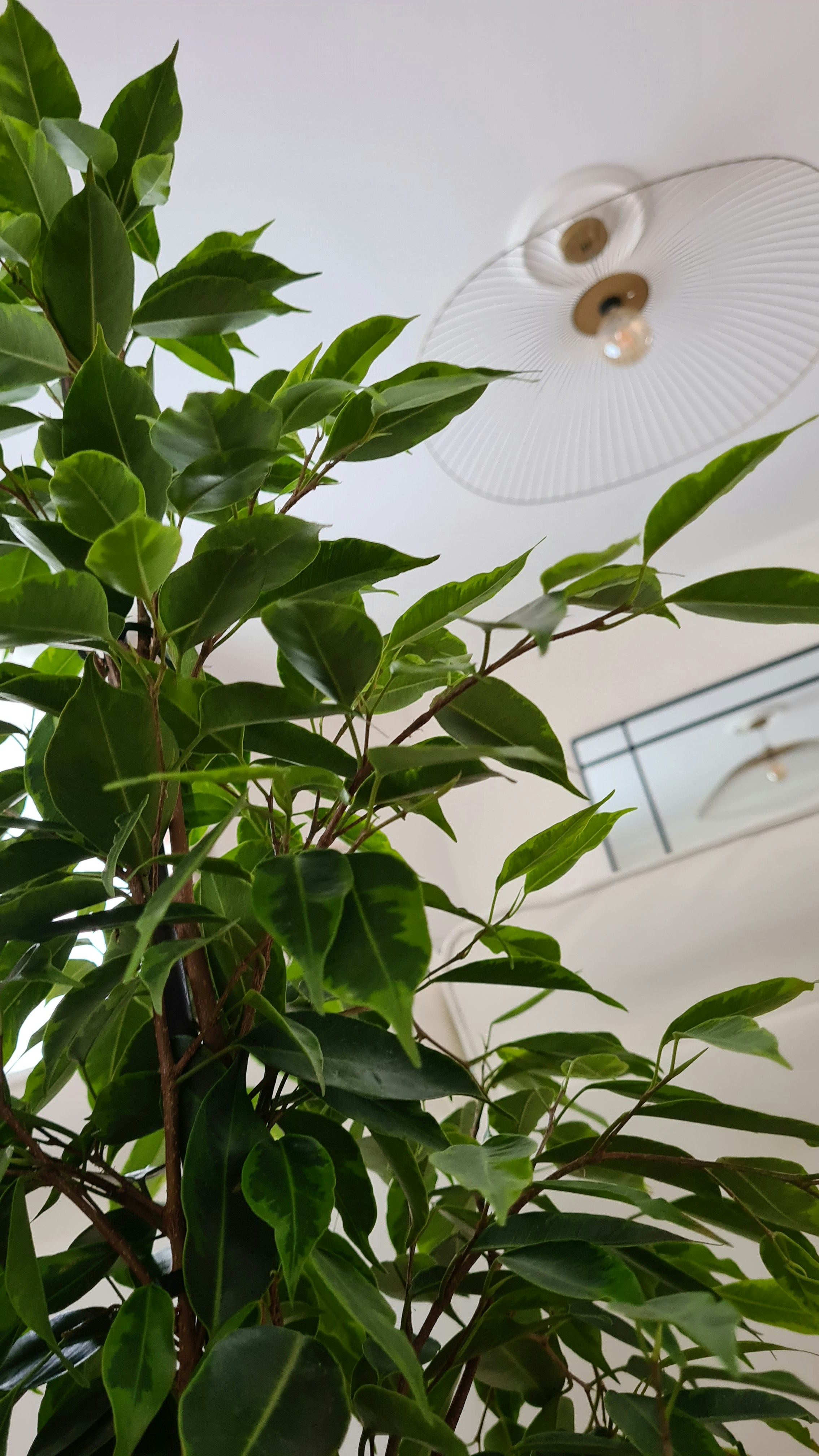 a green plant in a white pot on a table