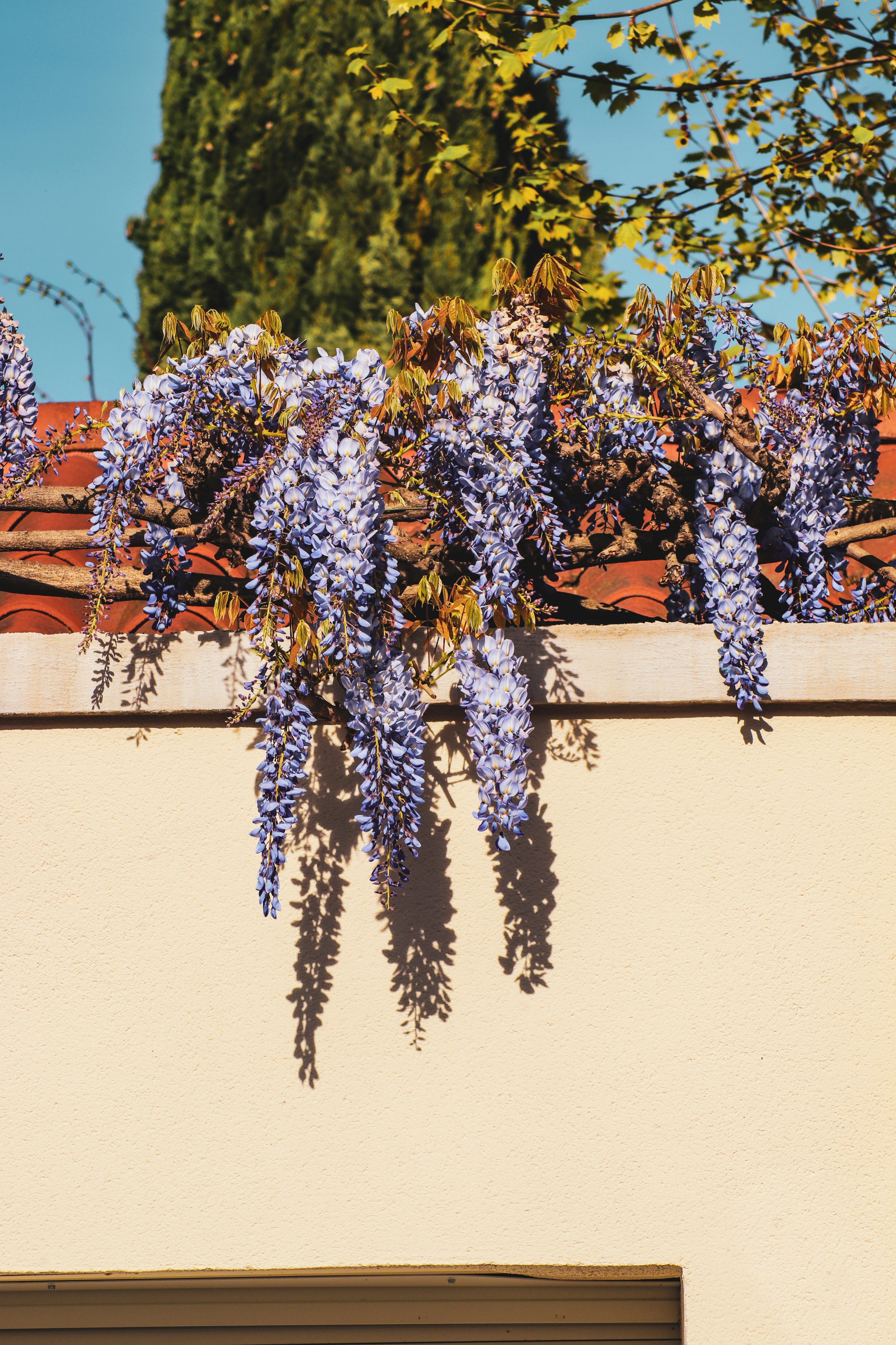 Wisteria fringe over sunlit terrace