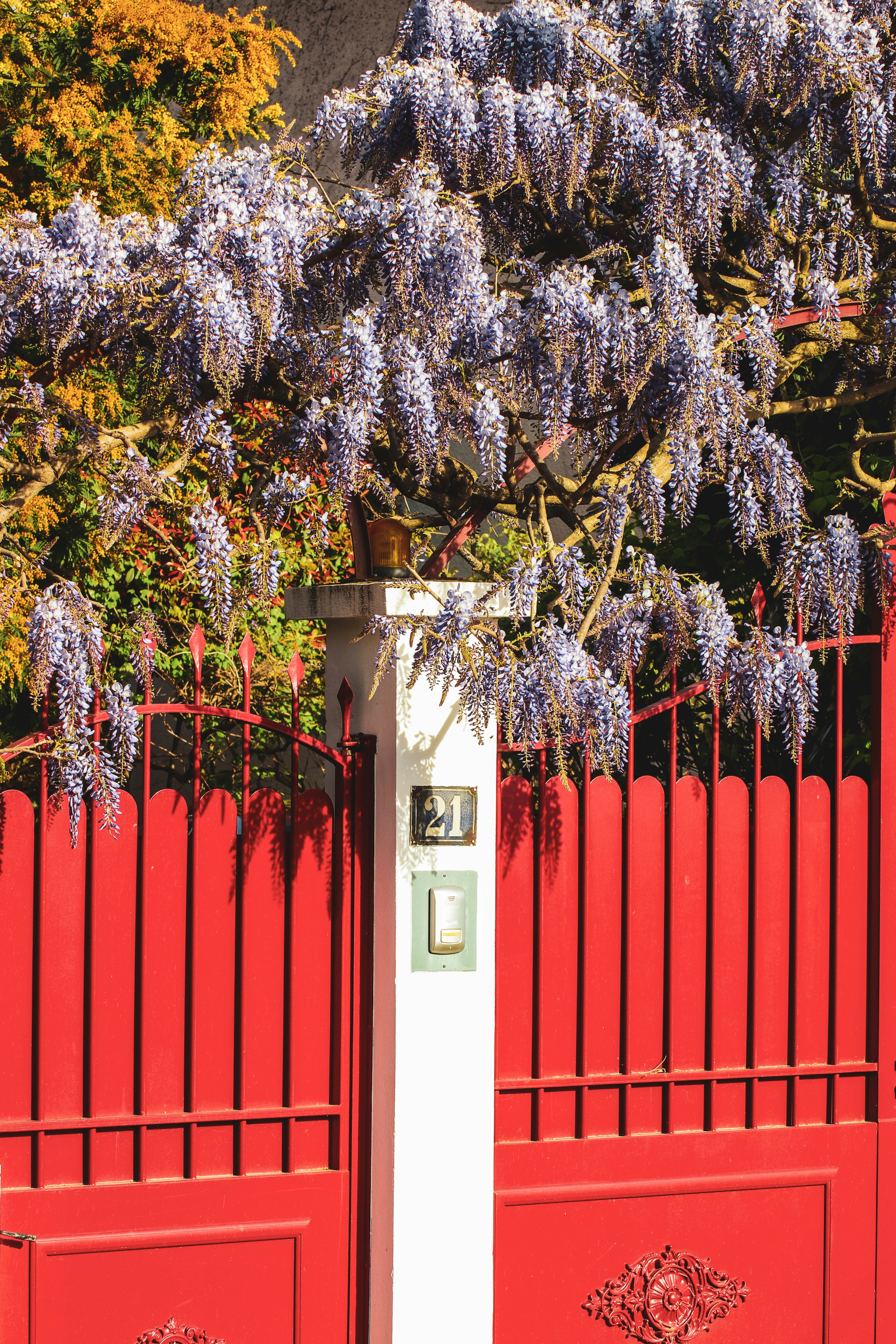 Gate at 21: Wisteria Curtain over a Crimson Fence