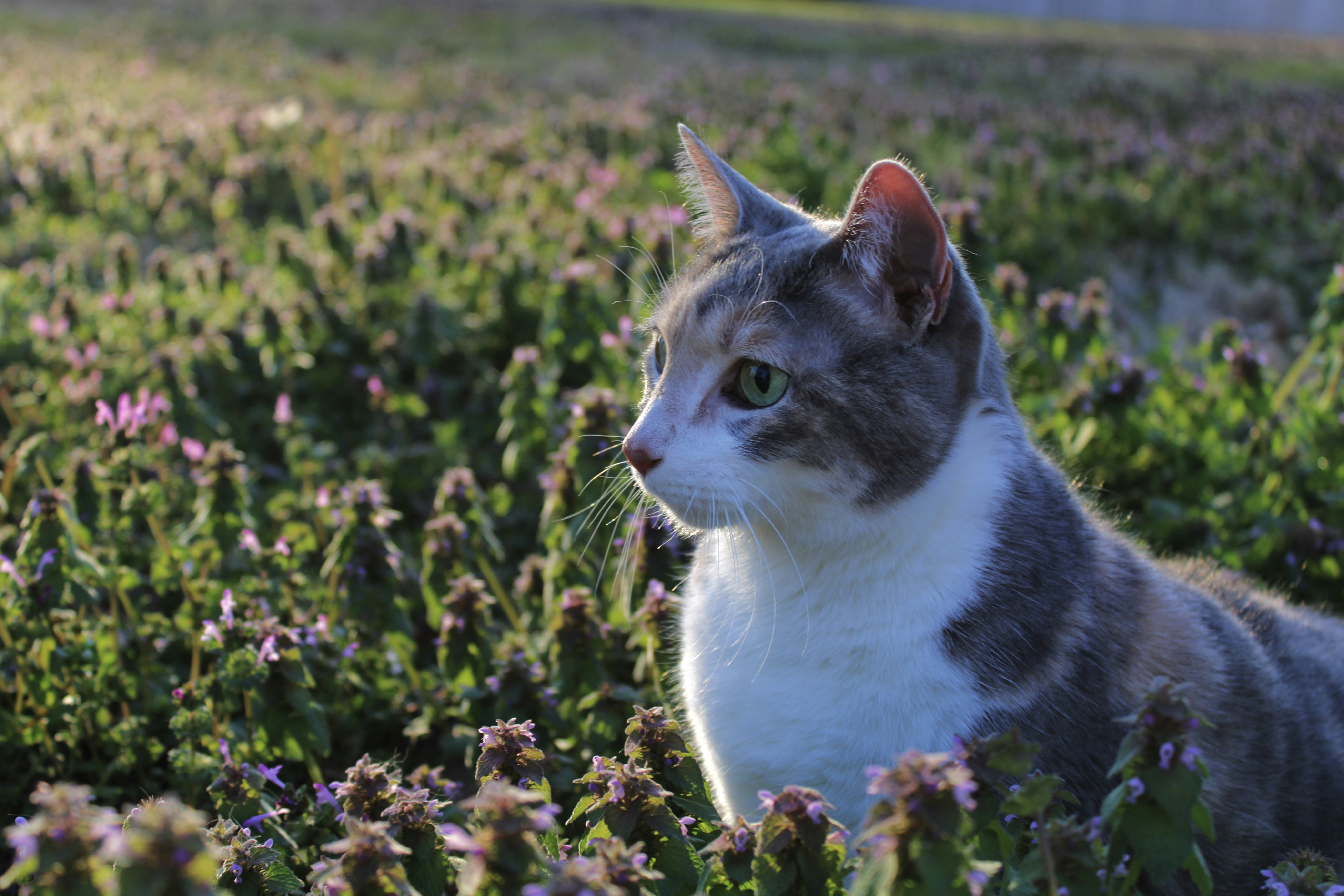 Sunlit Whiskers: a Cat Among Purple Wildflowers