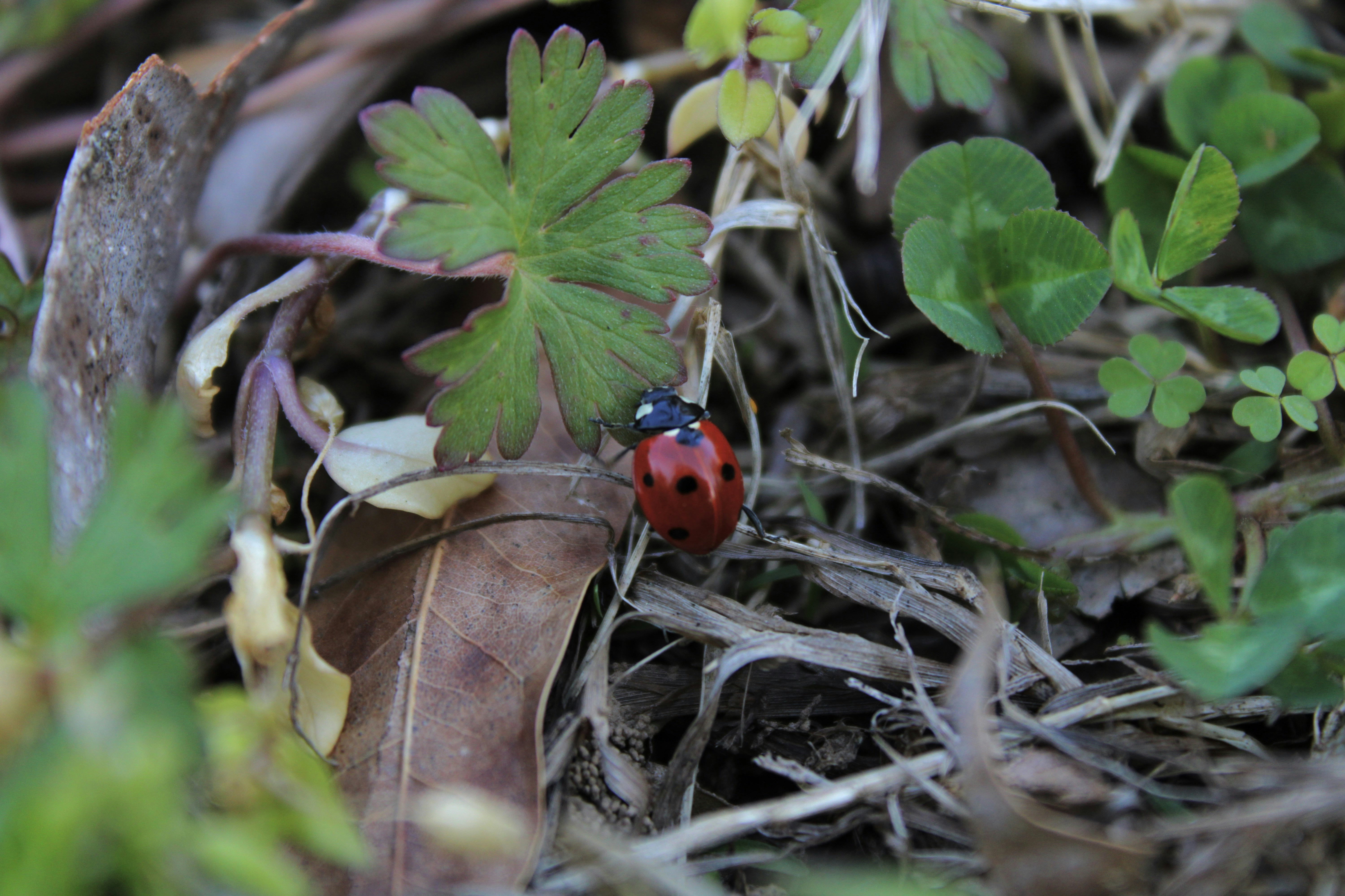 Crimson Ladybug on a Mossy Microcosm