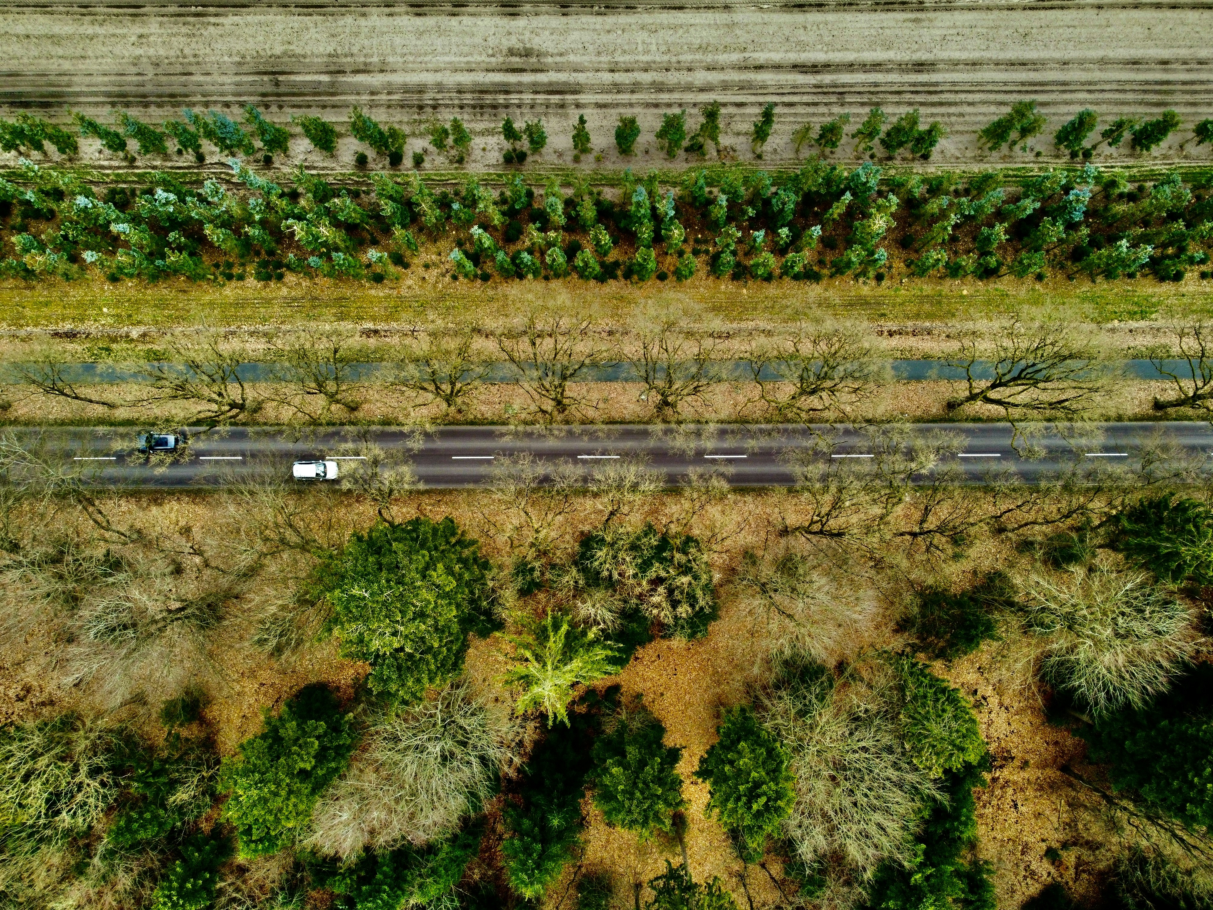 Nature's Corridor: Aerial View of Road and Forest
