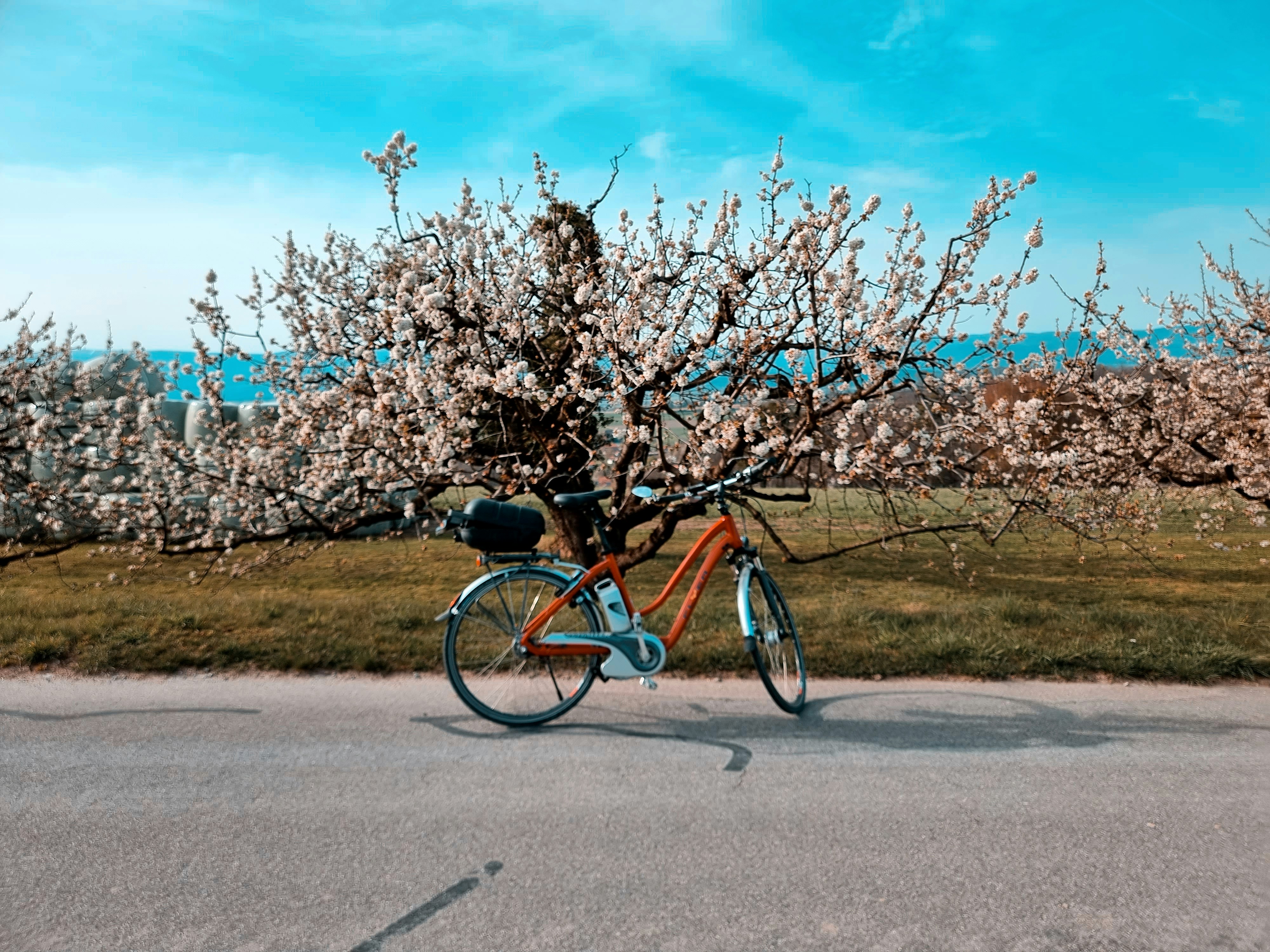 Orange city bike parked under blossoming cherry trees by a coastal road