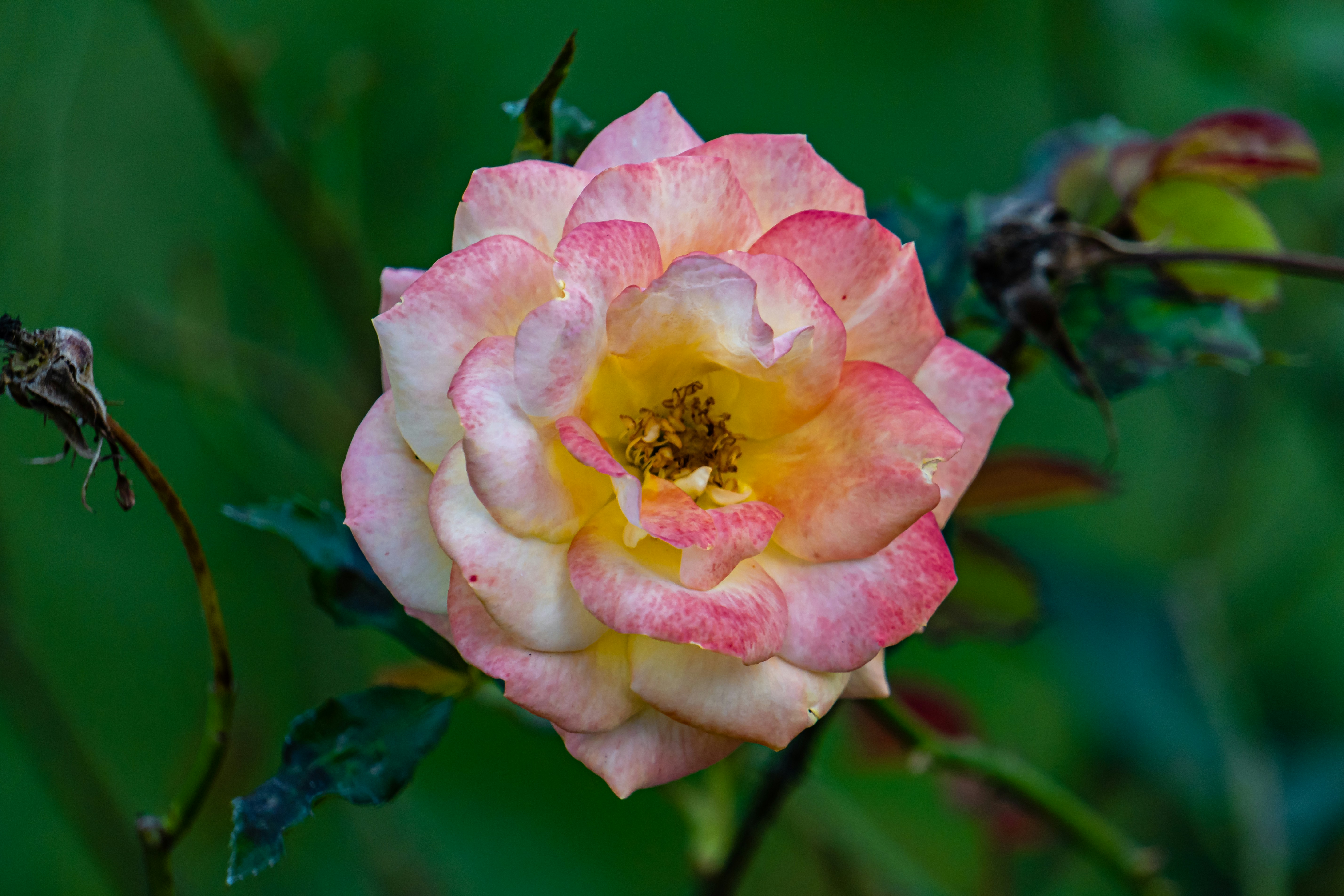 Blushing Rose: Close-Up of a Pink-Edged Bloom in Quiet Garden Light