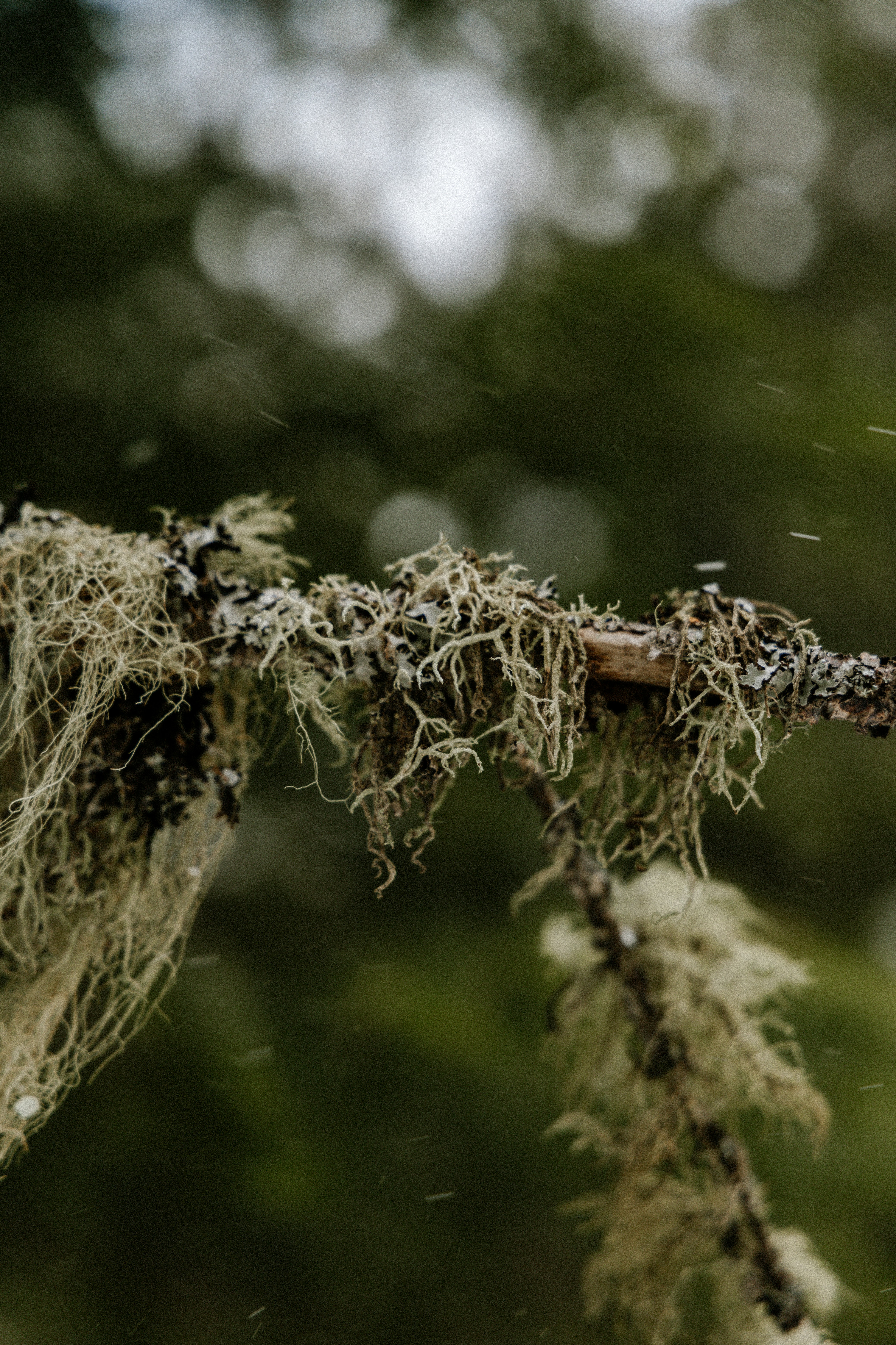 The wind picked up coming off Lake Superior and snow started to fall. I was wandering around in the forest and the snow combined with this ancient moss was beautiful. 