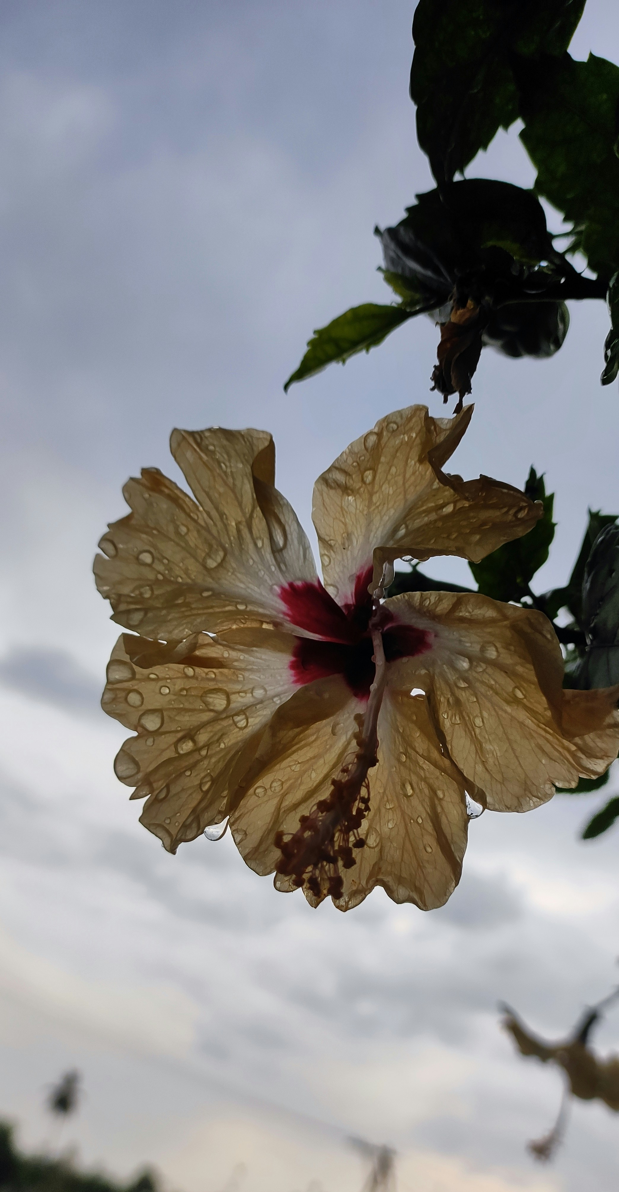 Rain-kissed Hibiscus: Pale Petals and Crimson Heart Against a Cloudy Sky