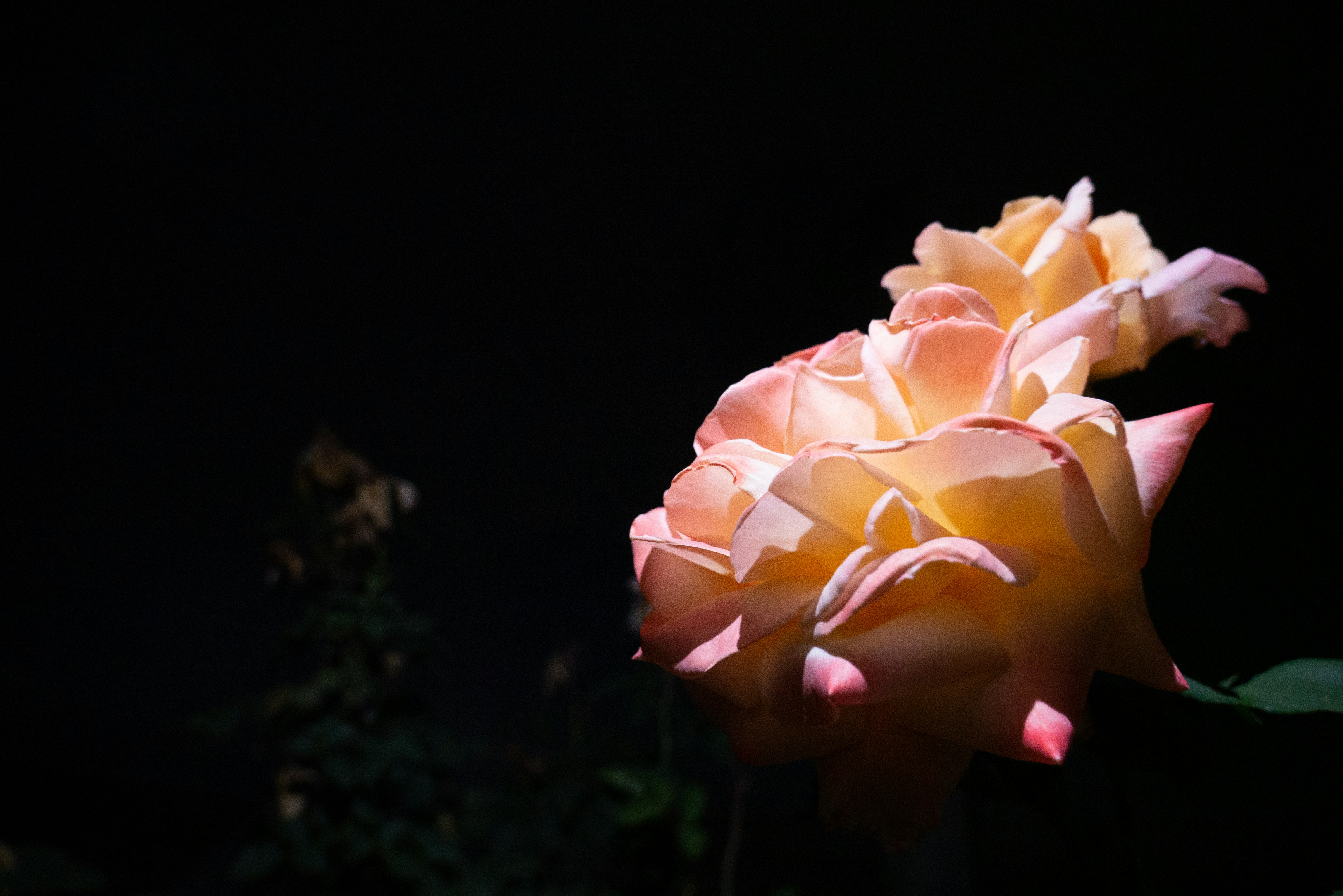 Noir Spotlight on a Peach-Pink Rose