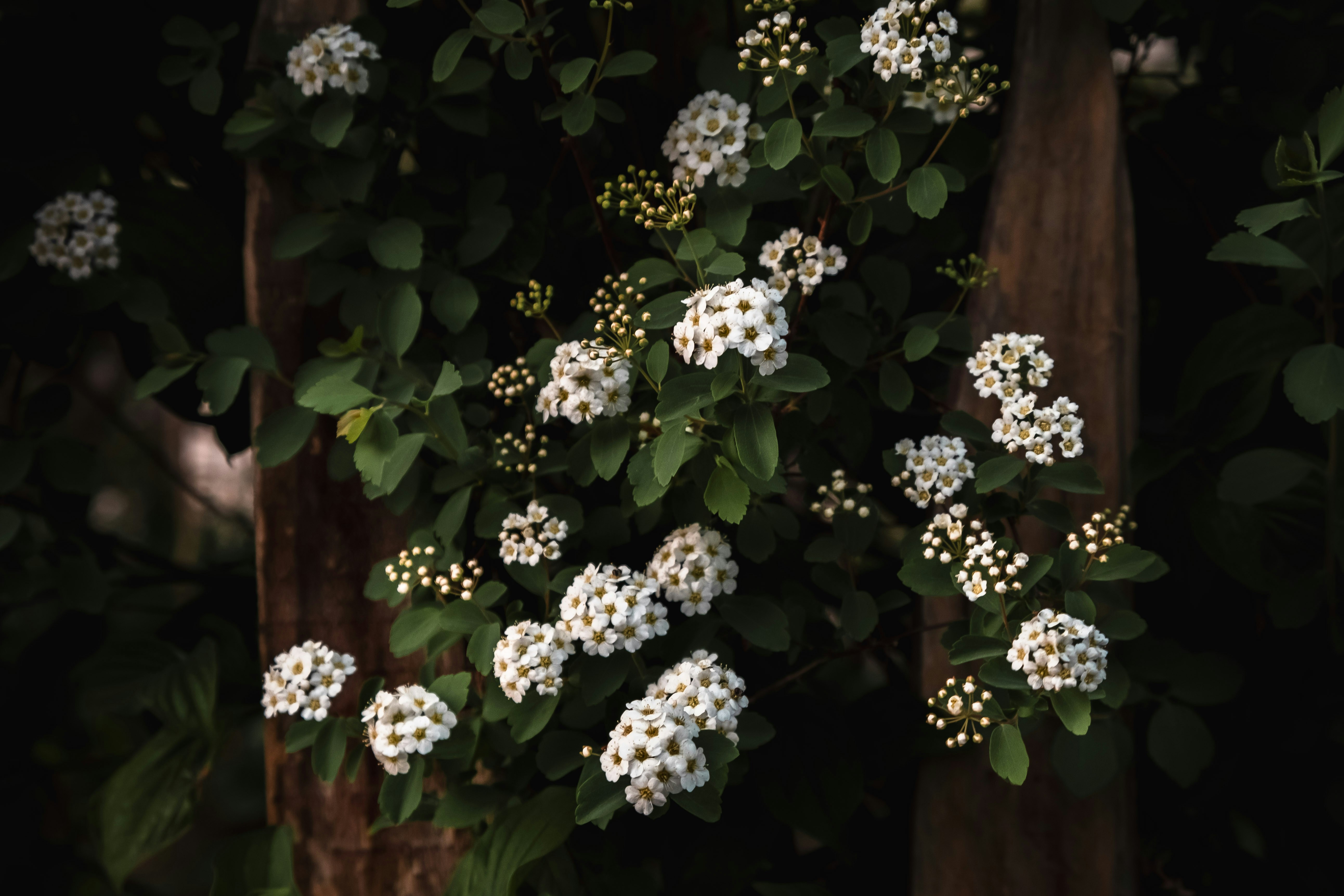 A bunch of white flowers growing on a tree photo – Free Tehran Image on ...