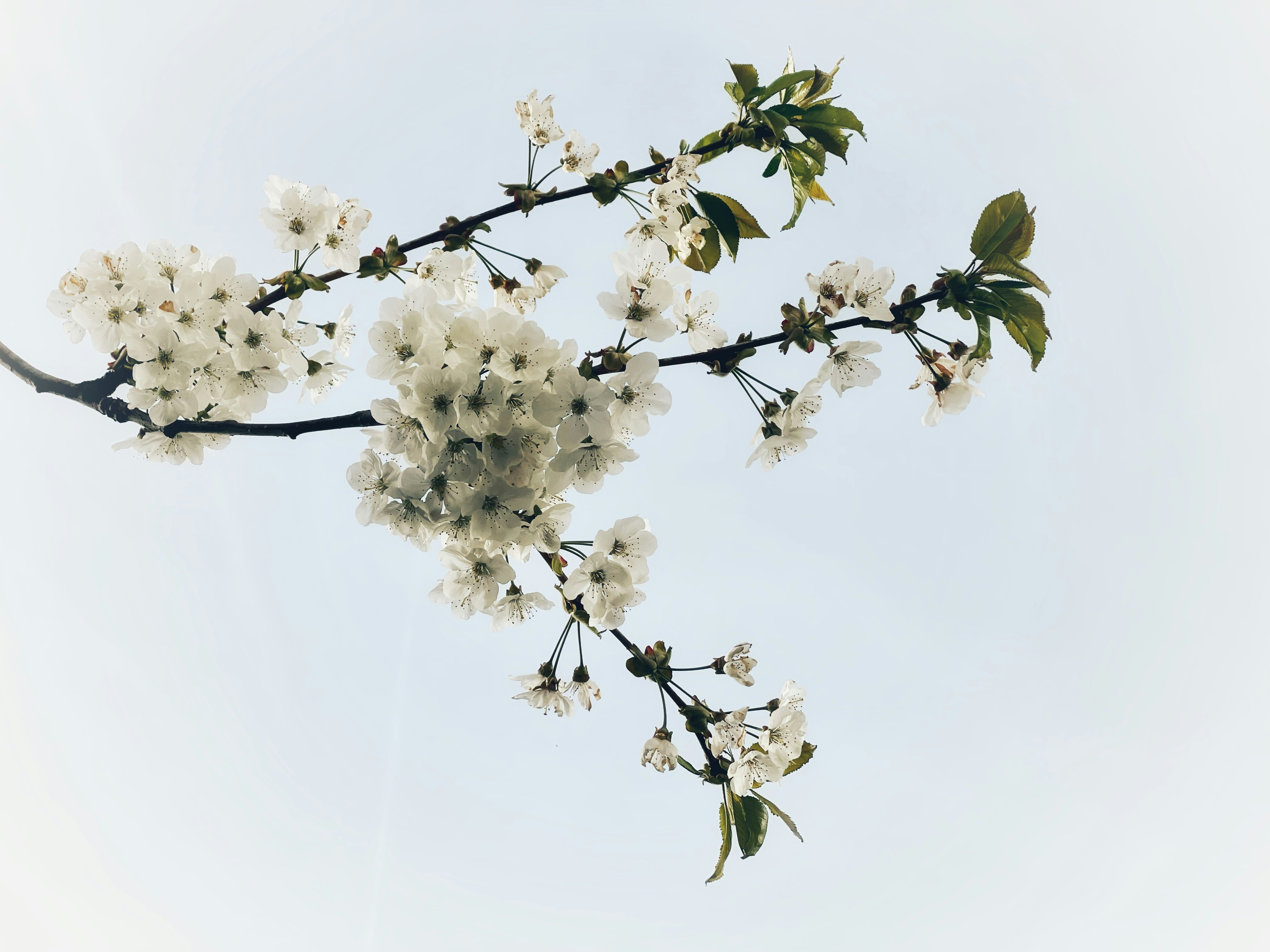 Blossom Arc: A Branch of White Petals Against a Clear Sky
