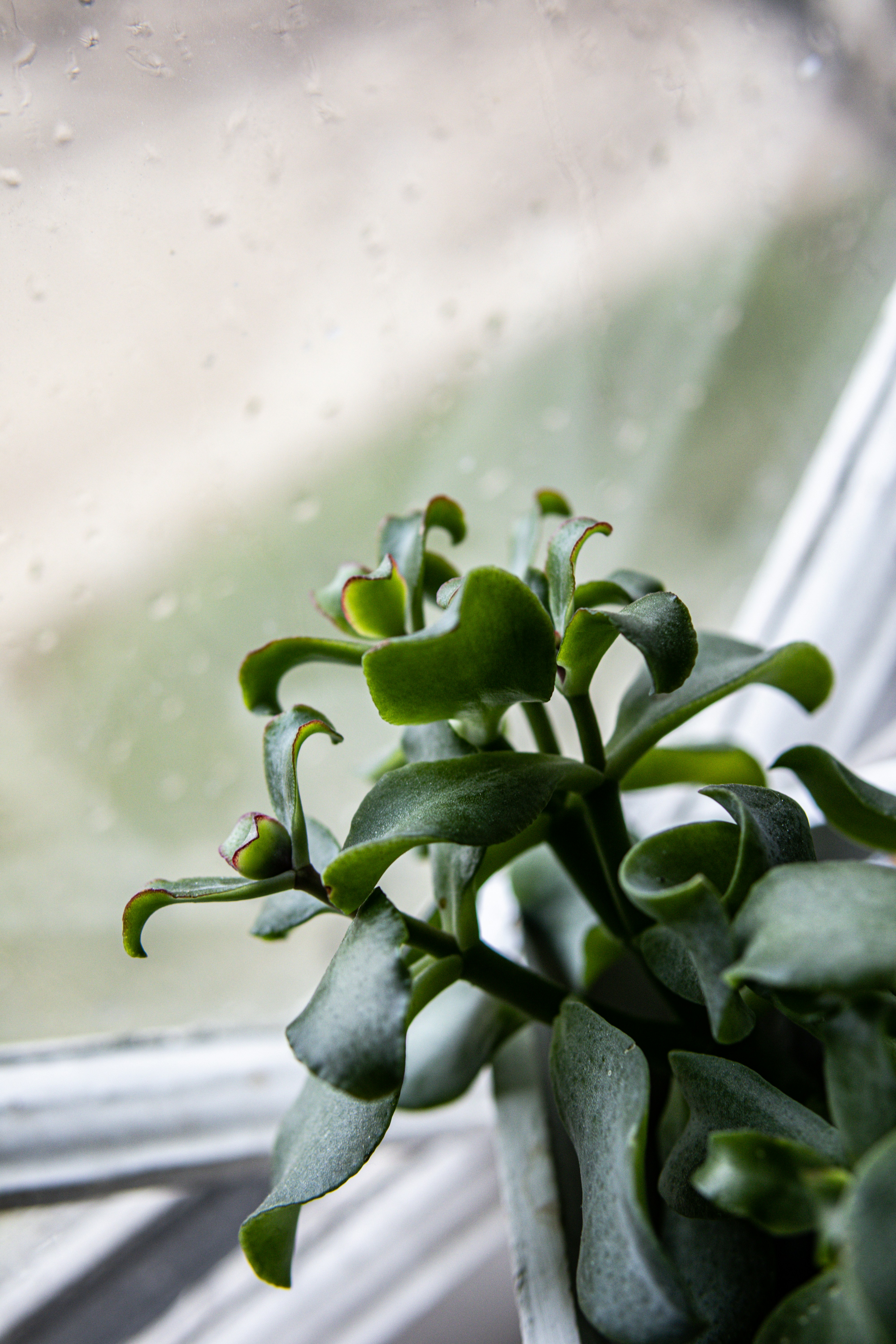 a potted plant sitting in front of a window