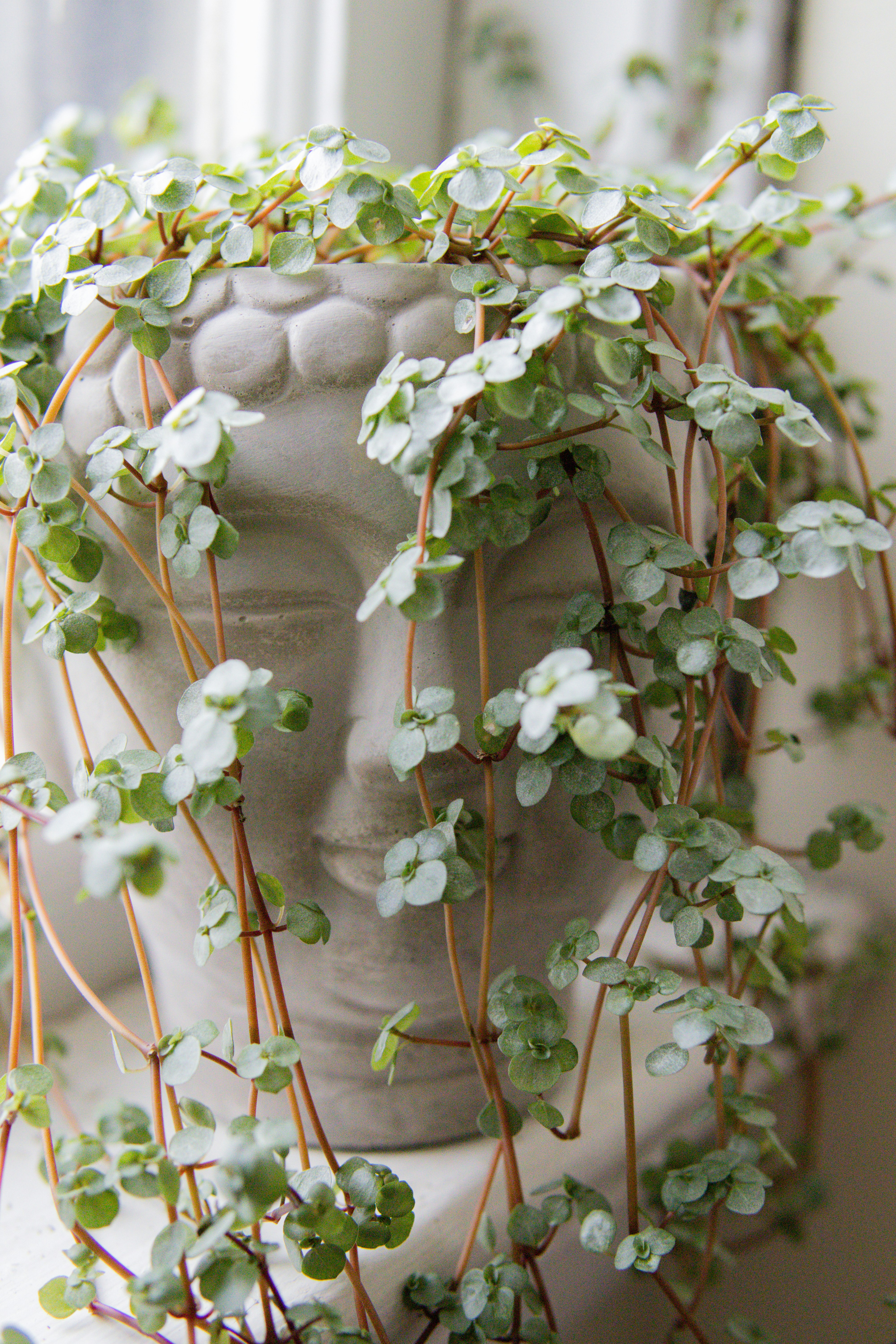 a white vase filled with green plants next to a window