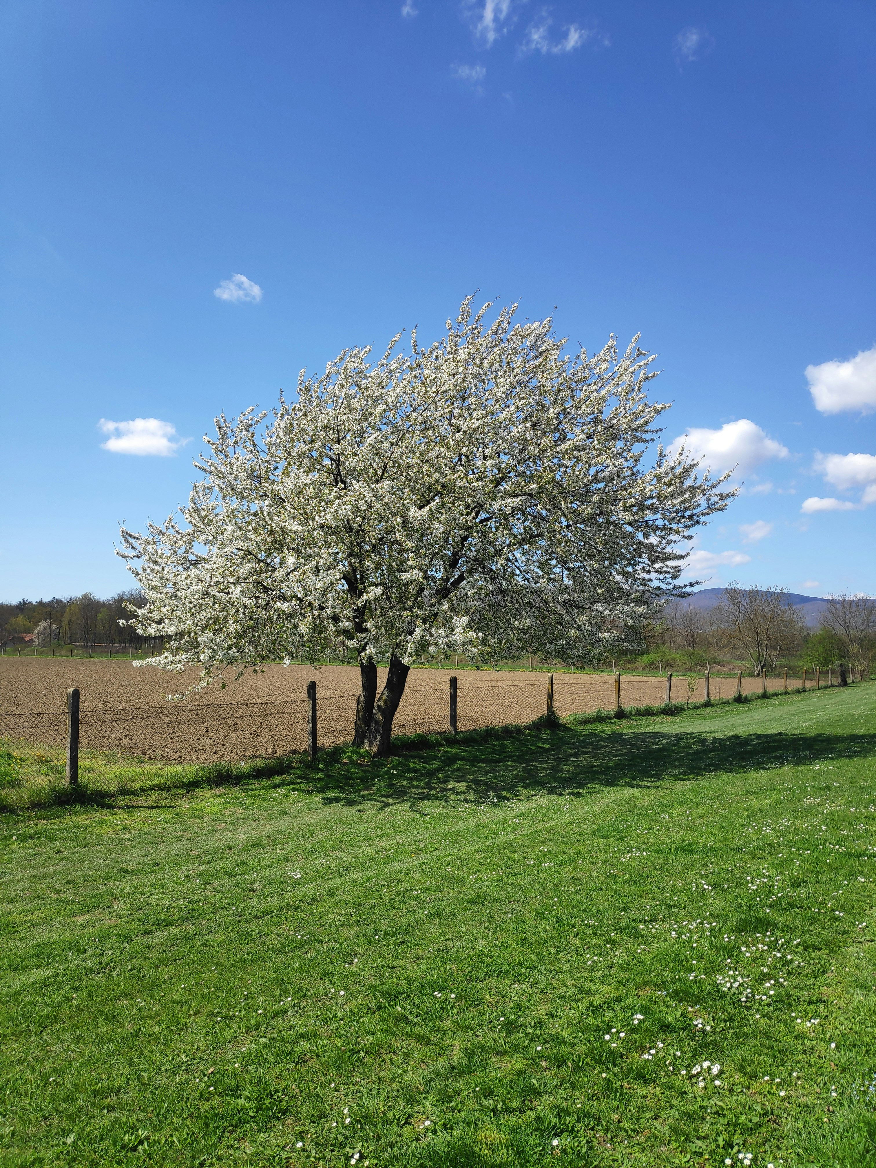 A flowering tree stands gracefully against a clear blue sky, surrounded by lush green grass and a plowed field. The scene captures the essence of spring's renewal.
