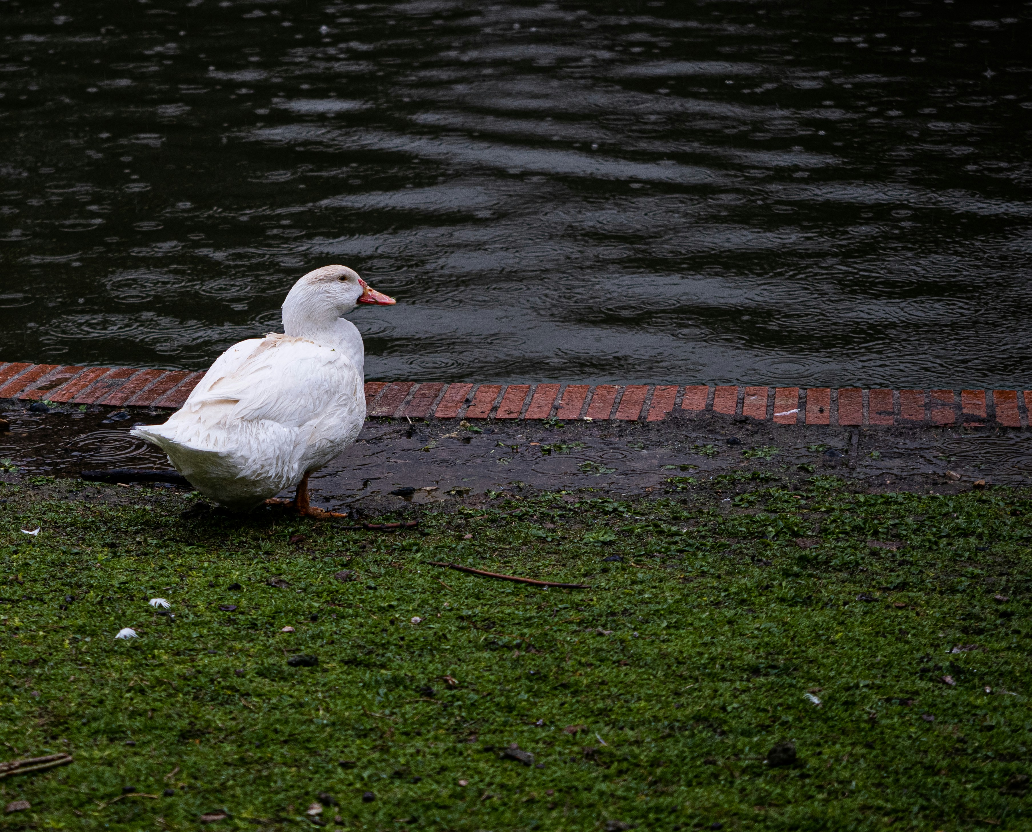 a white duck standing on top of a grass covered field