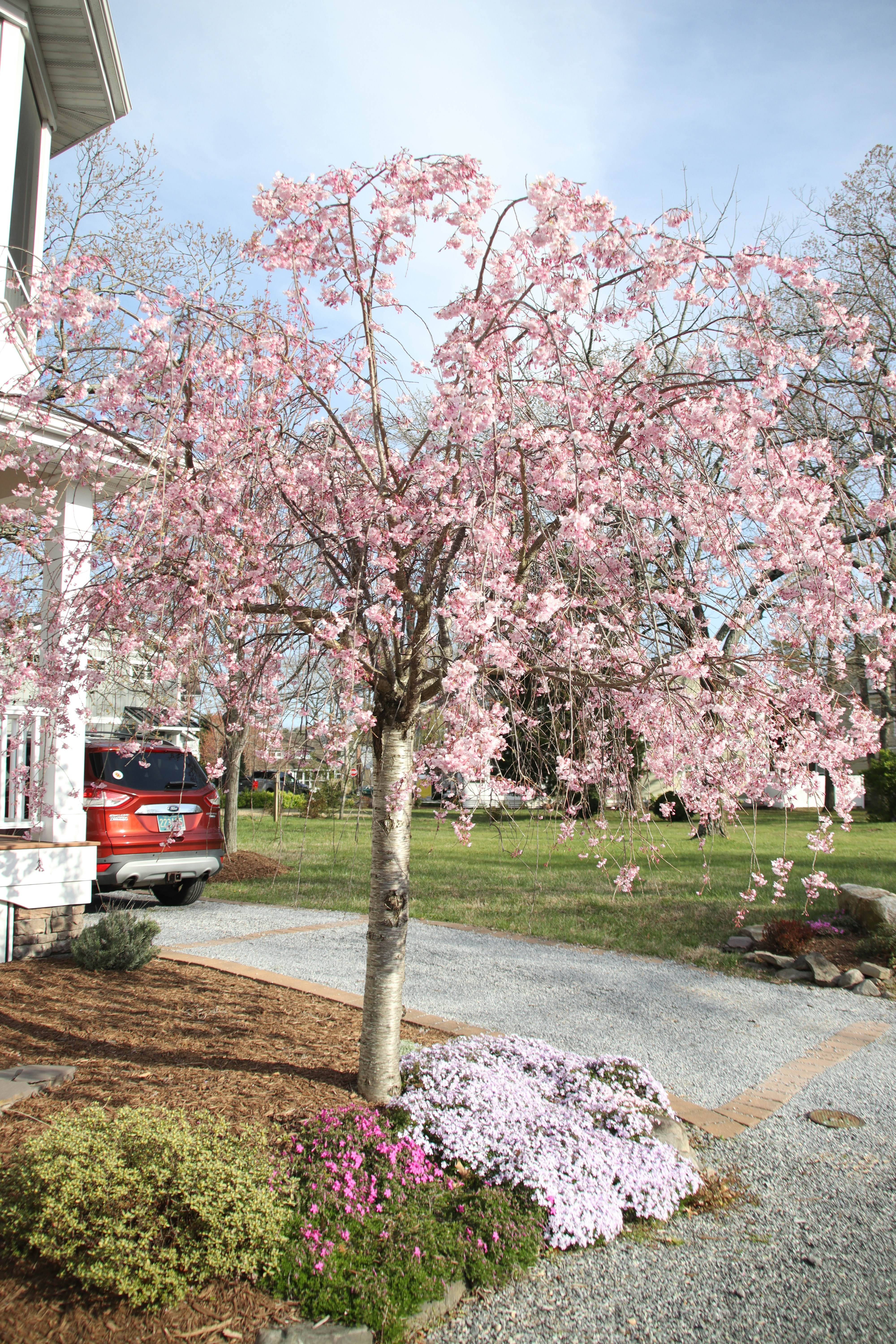 Cherry Blossoms in Rehoboth Beach, Delaware