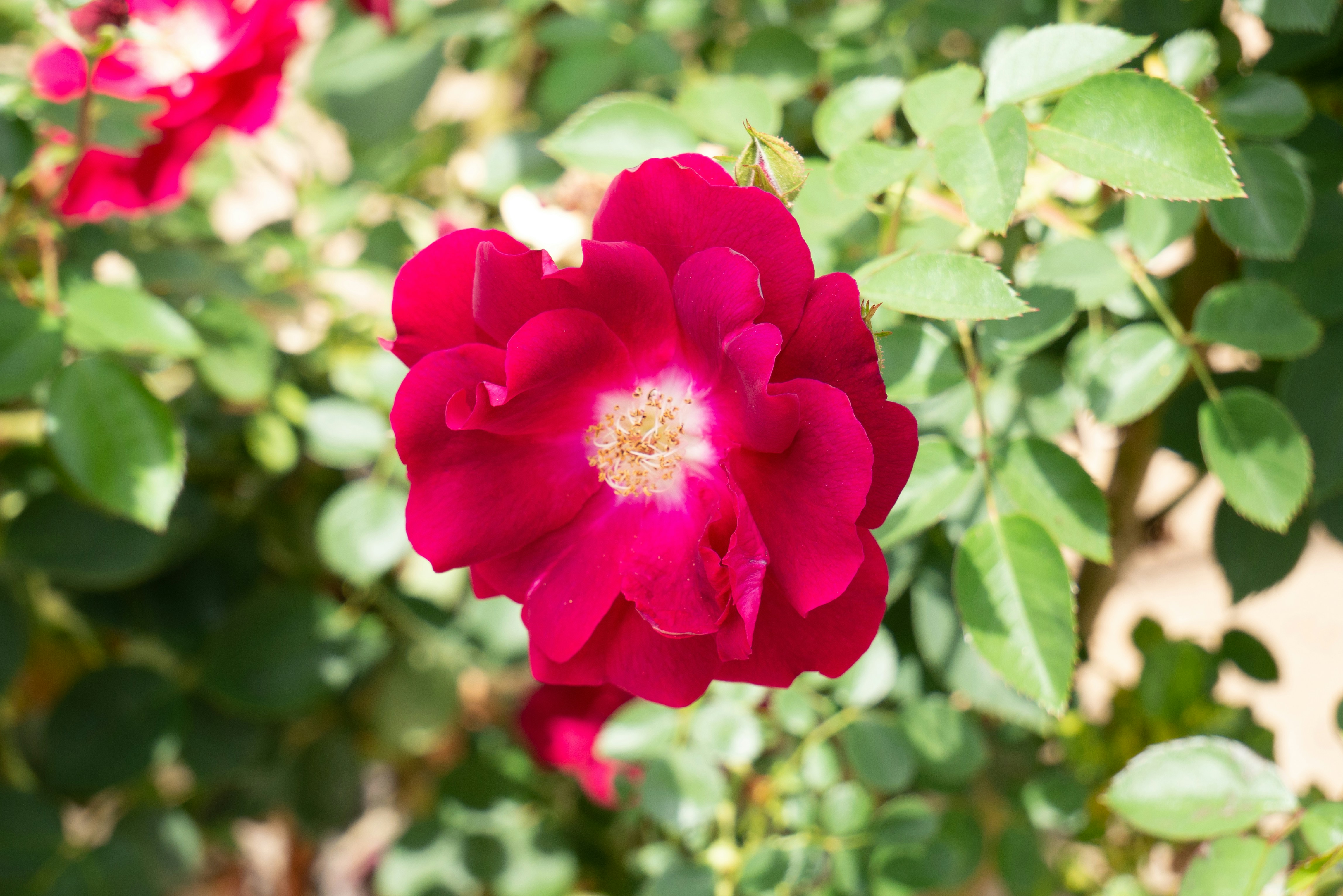 Crimson Rose in Dappled Light: Velvet Petals Against a Green Backdrop