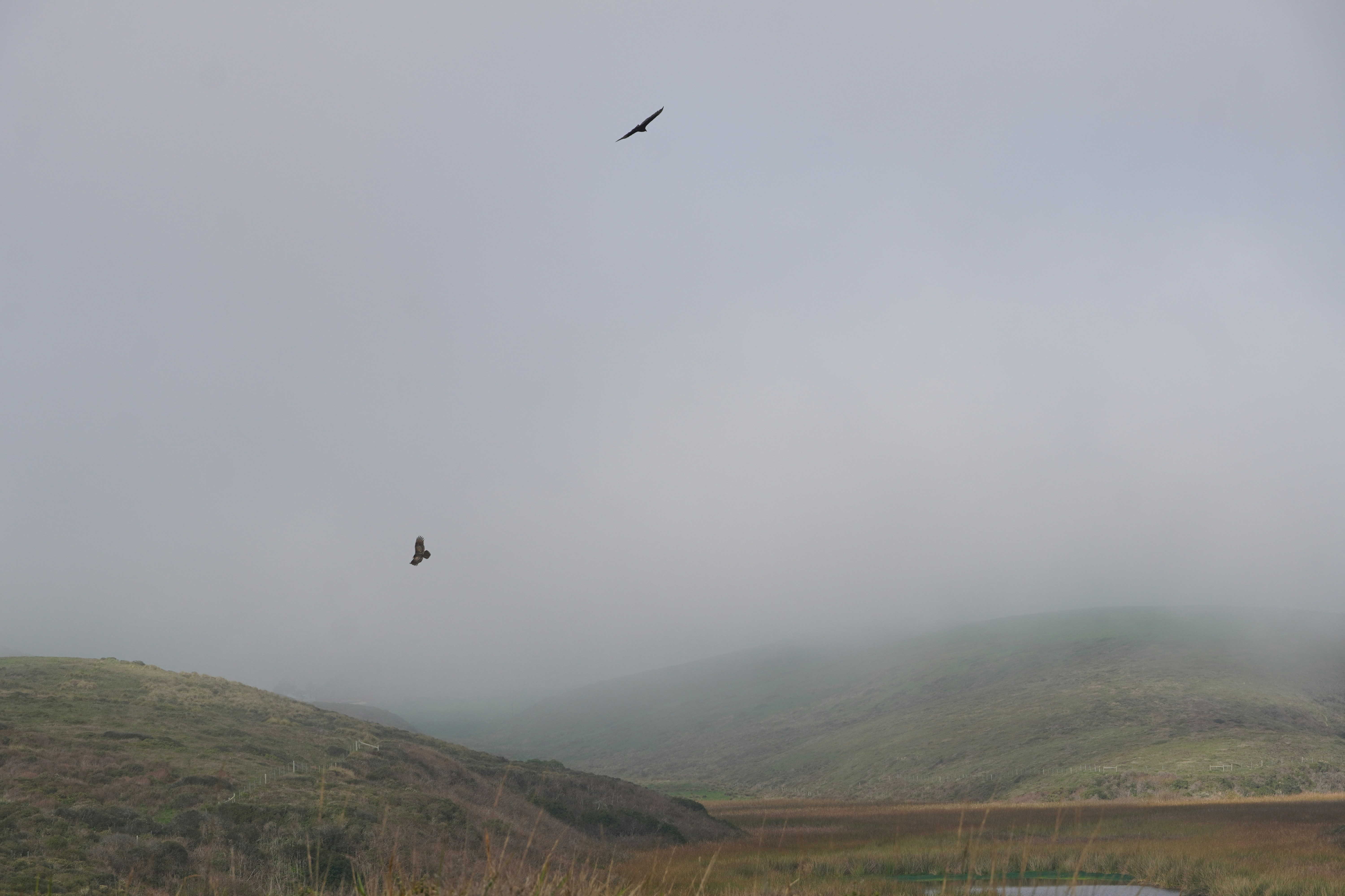 two birds flying in the sky over a field