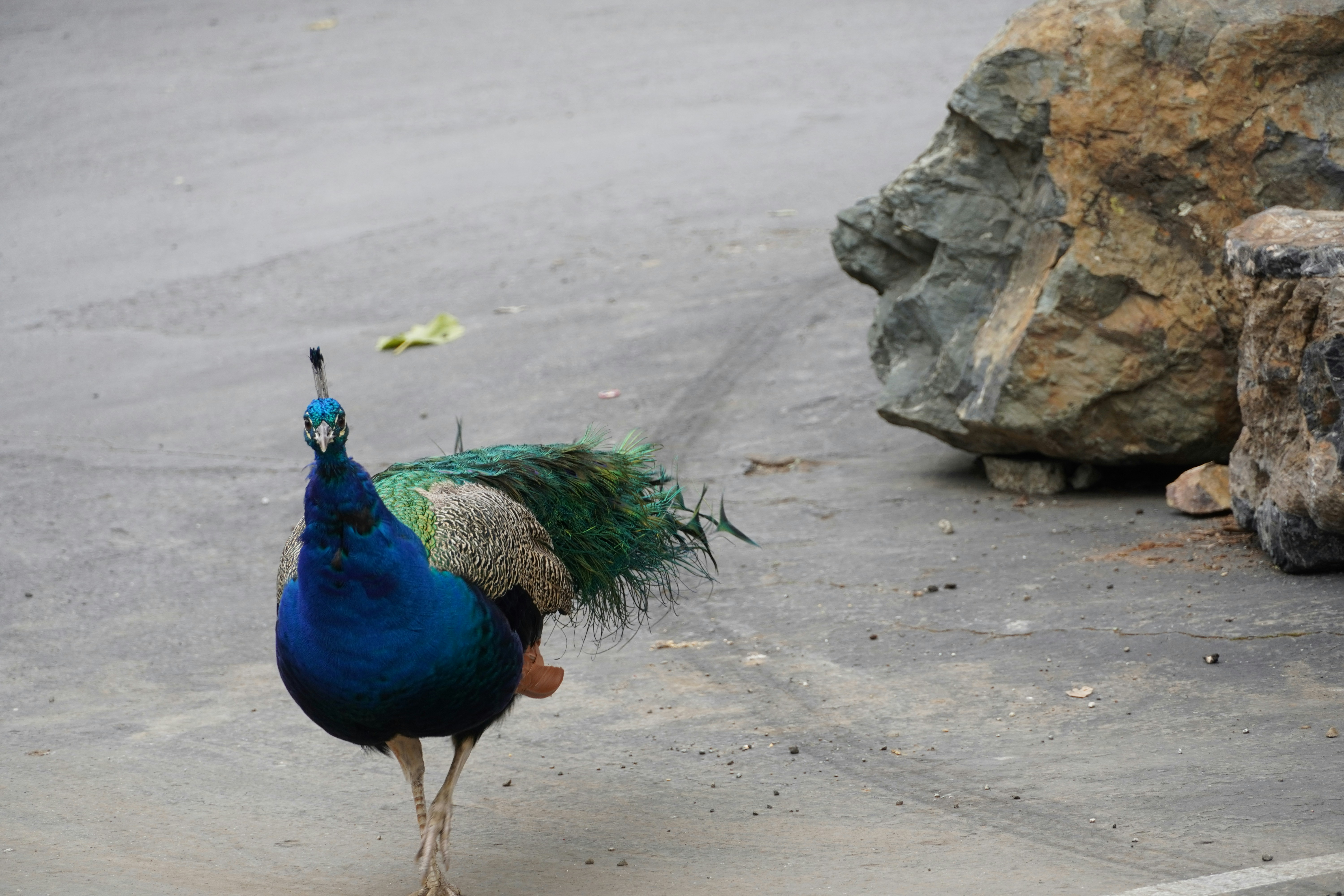 Iridescent Peacock Striding Across Gray Pavement by Rough Granite